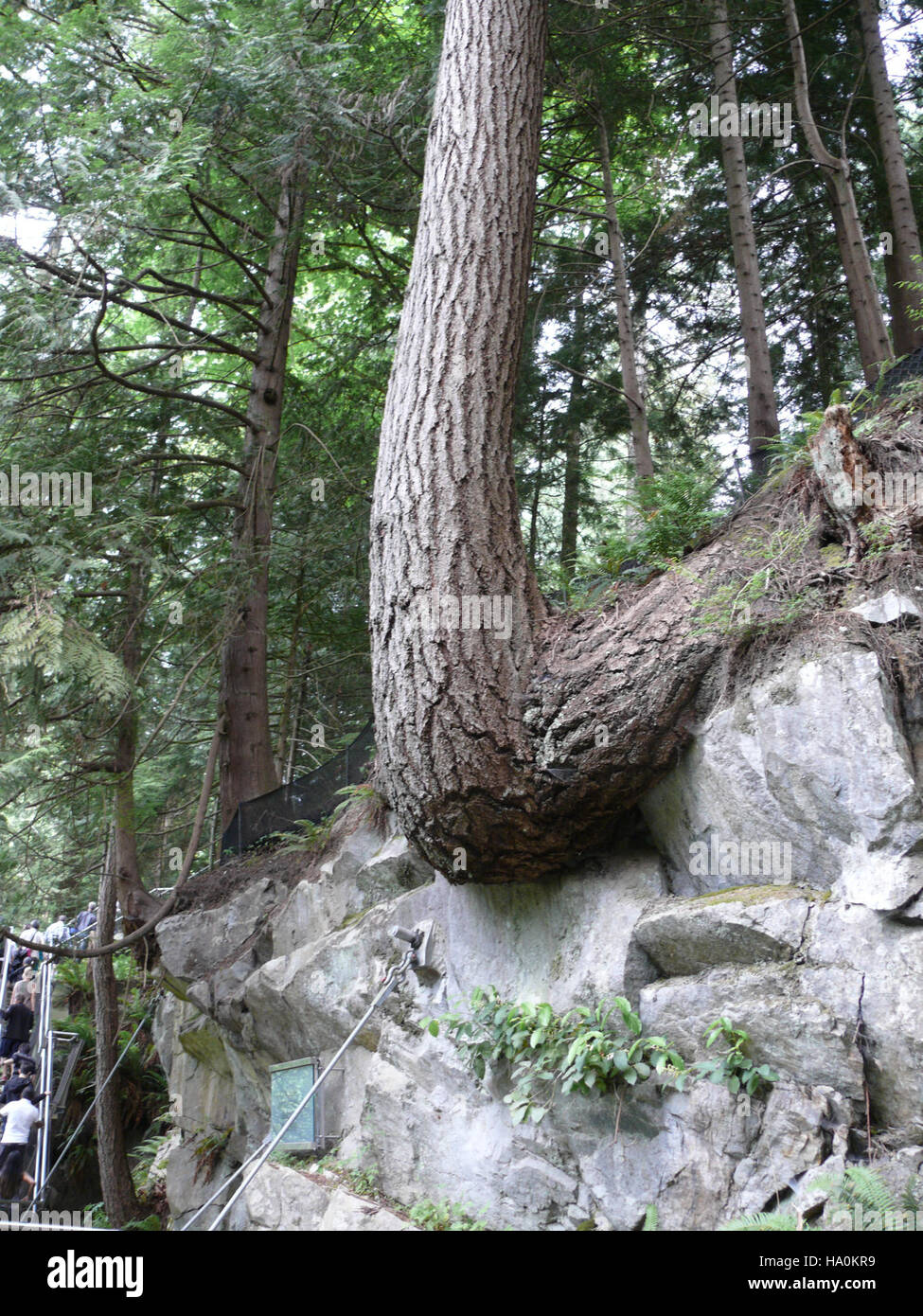 A photograph showcasing tree roots in Vancouver, Canada, highlights the ...
