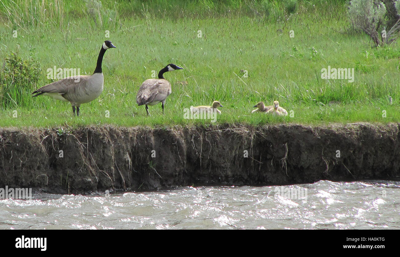 Canada geese and their goslings are pictured in Yellowstone National ...
