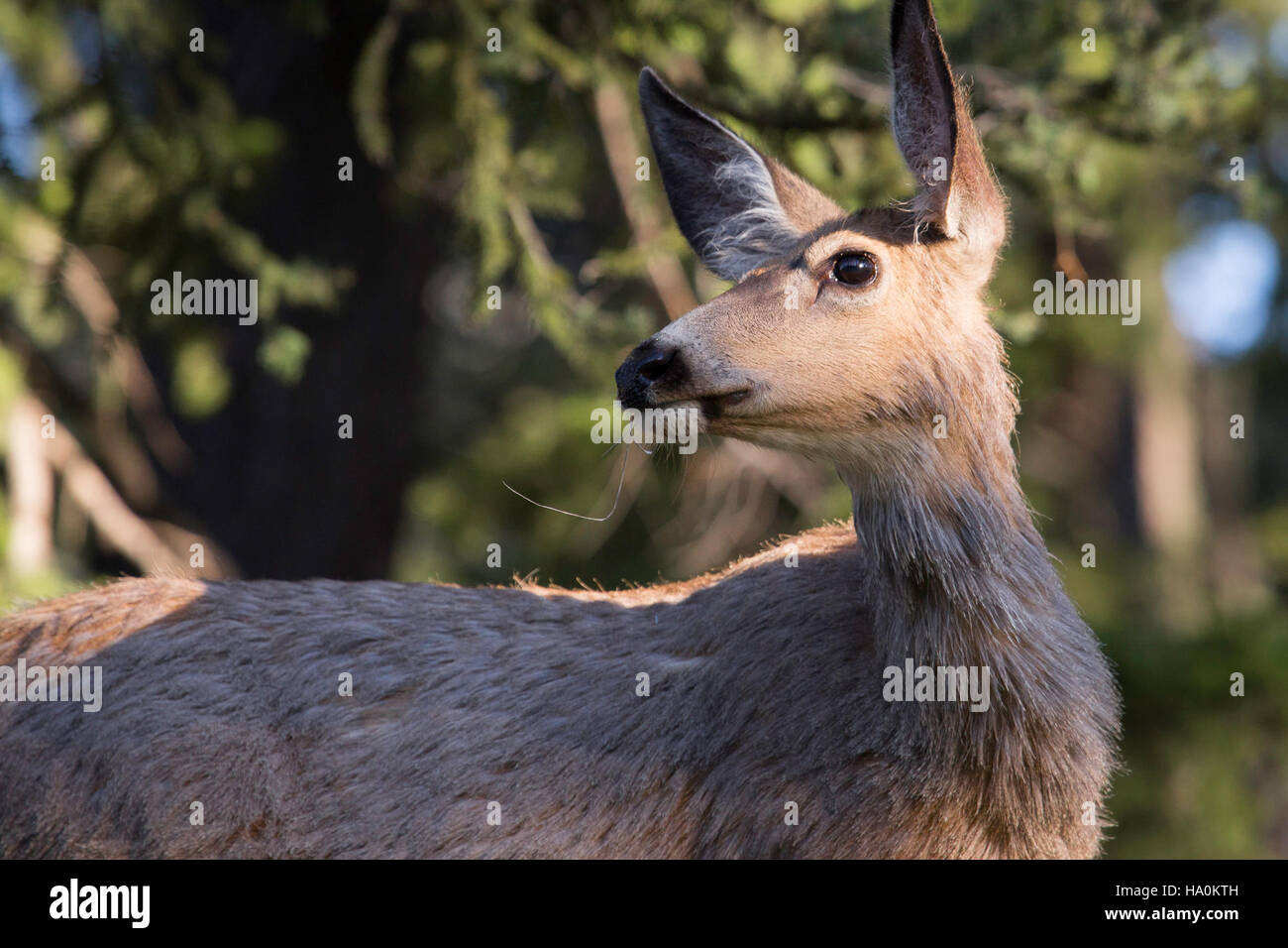Helping adapt hi-res stock photography and images - Alamy