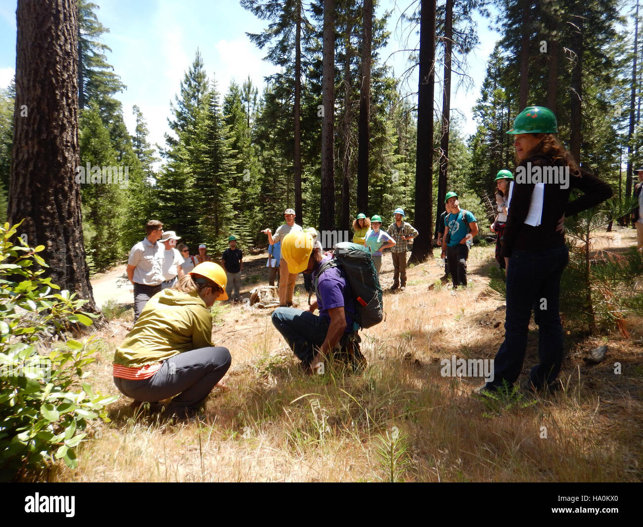 Researchers from the U.S. Forest Service’s Pacific Southwest Research ...