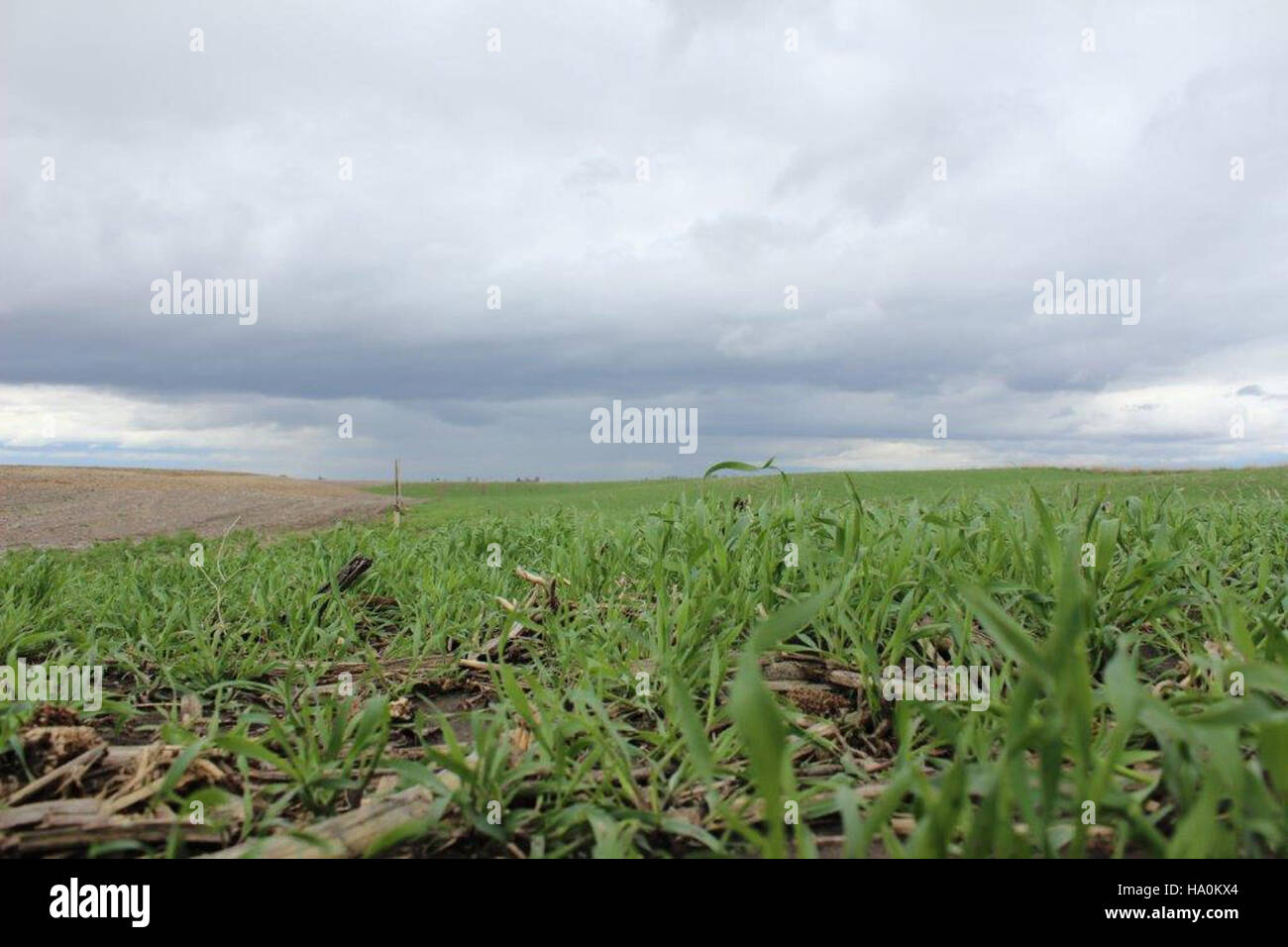 No till farming hi-res stock photography and images - Alamy