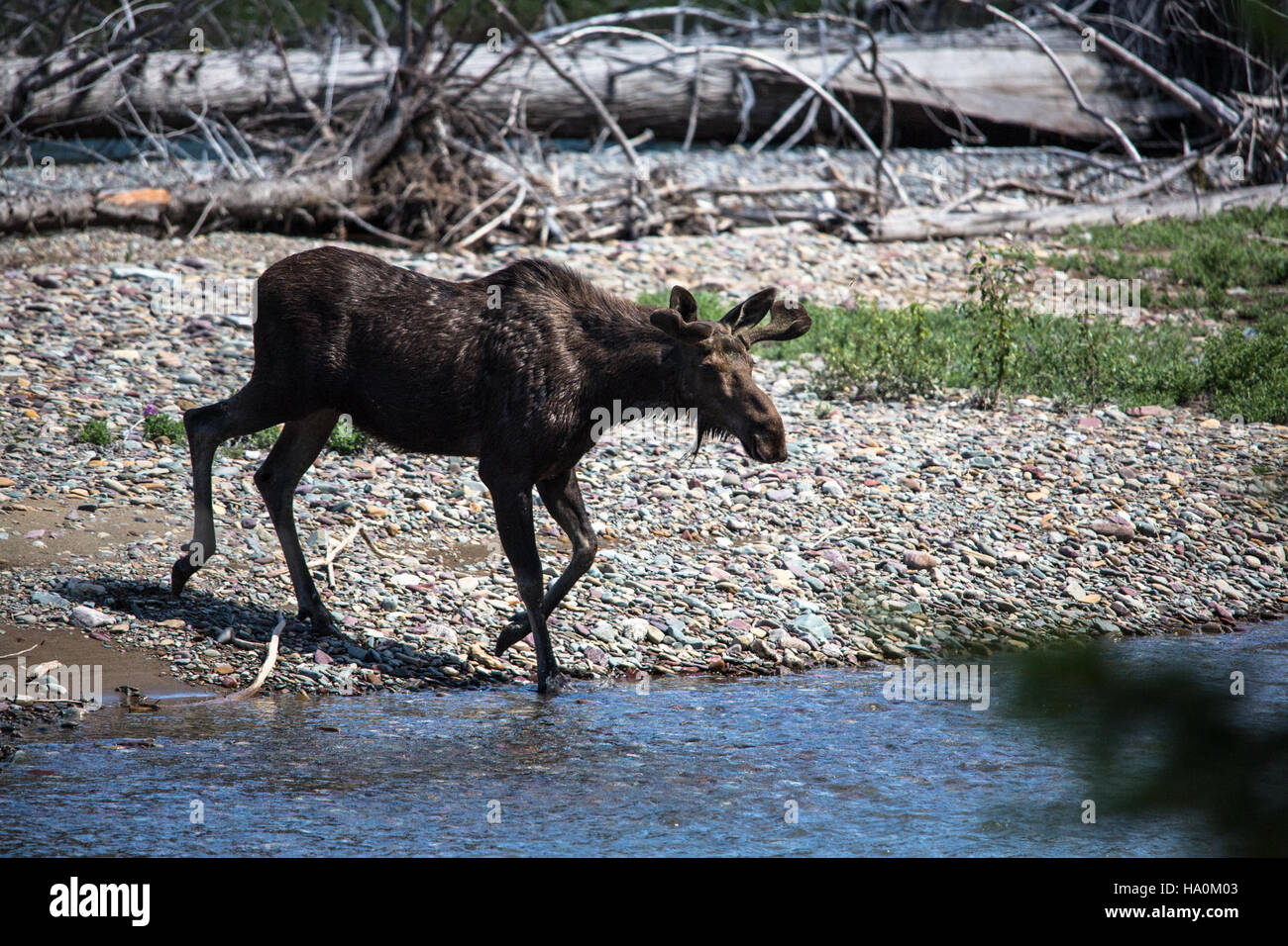 A moose is captured in McDonald Creek, Glacier National Park ...