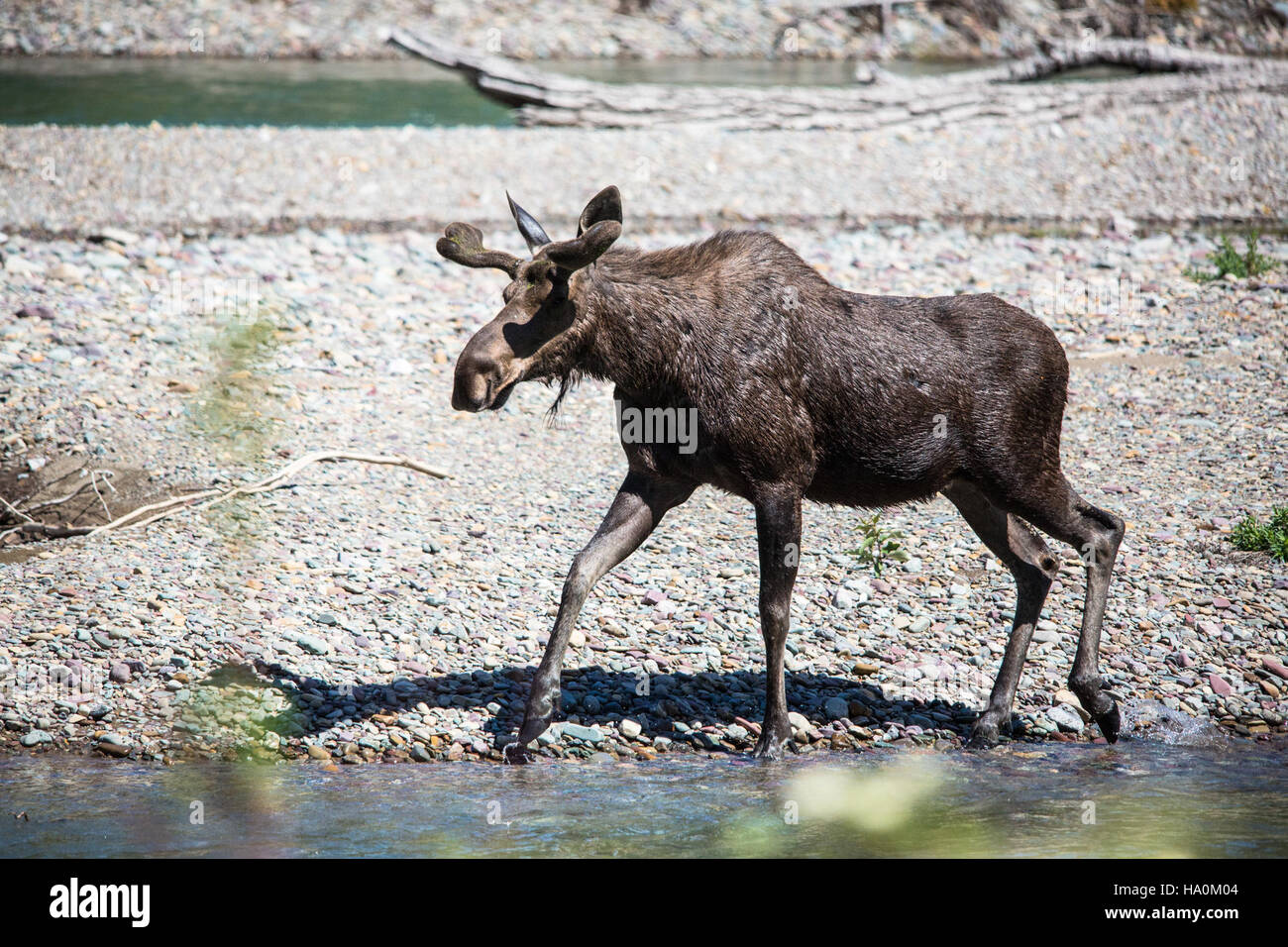 A moose is observed in McDonald Creek, Glacier National Park. The image ...