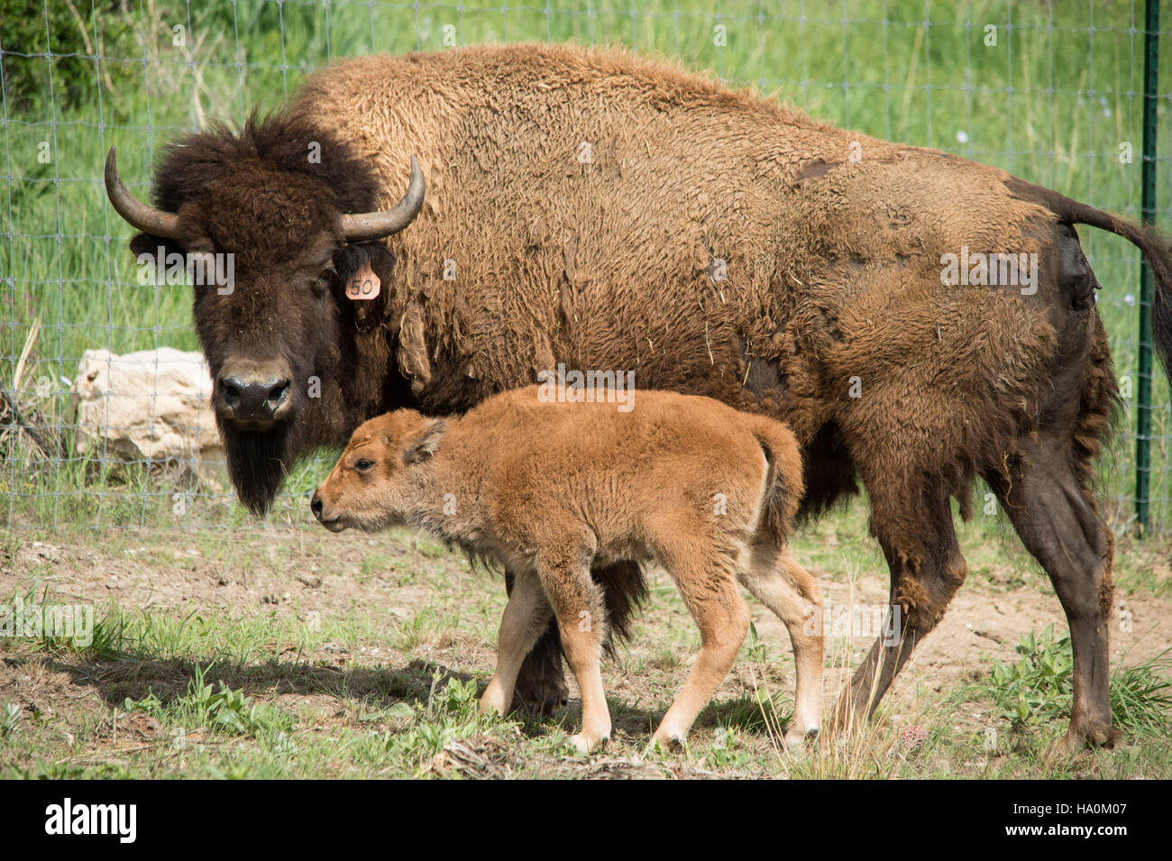 usdagov 22358473575 A surrogate mother bison standing guard over her ...