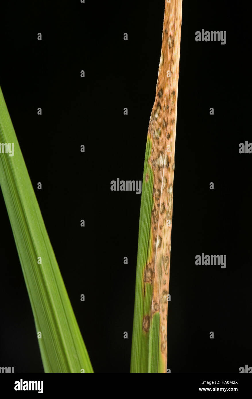 usdagov 21434753902 A diseased rice leaf infected with rice blast ...