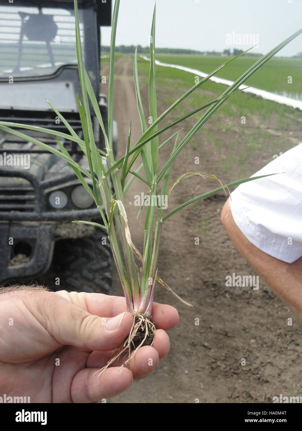usdagov 18960463744 Rice seedling at the stage of first flood, grown ...