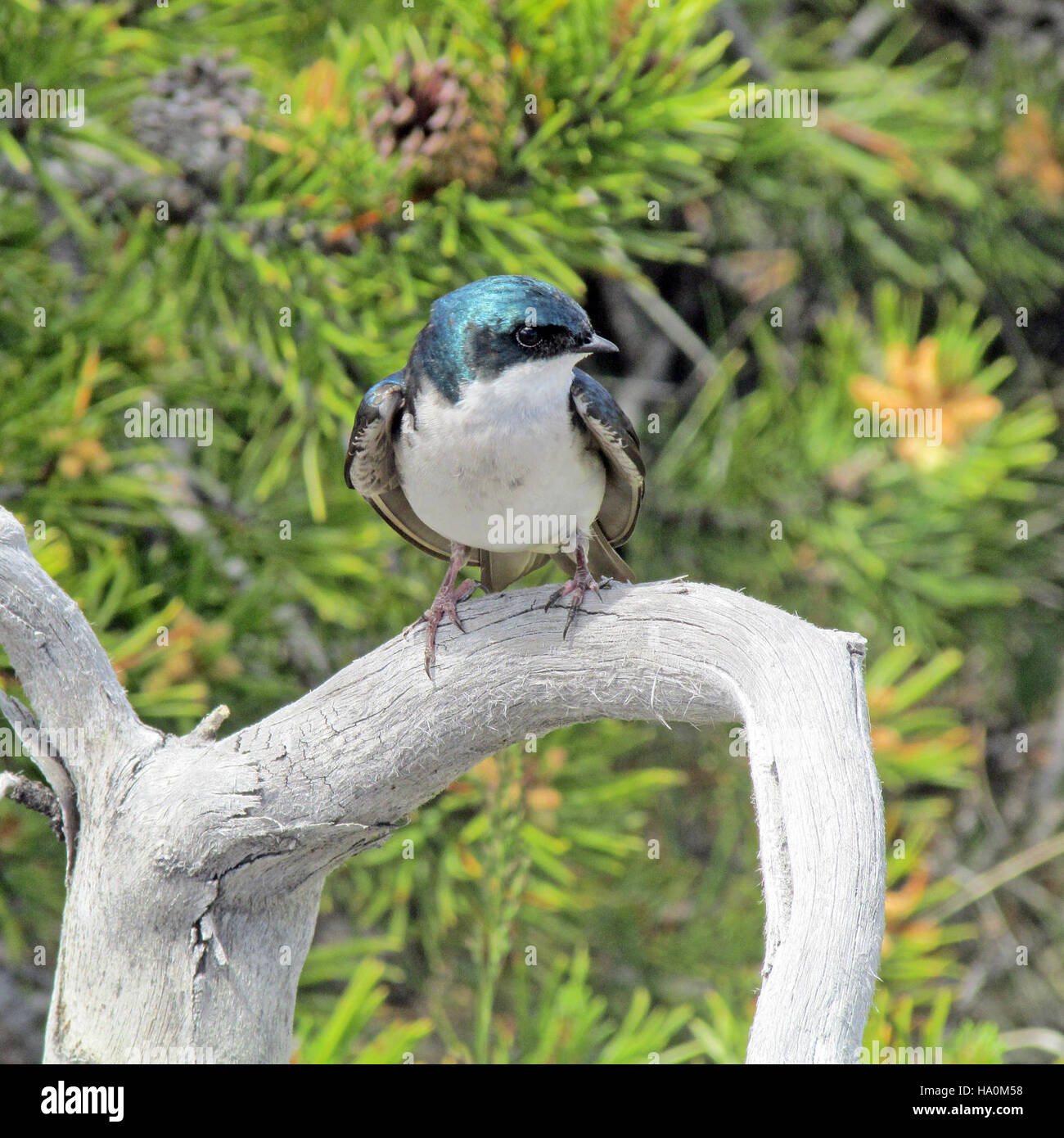 Tree swallows are commonly found in Yellowstone, where they nest in ...