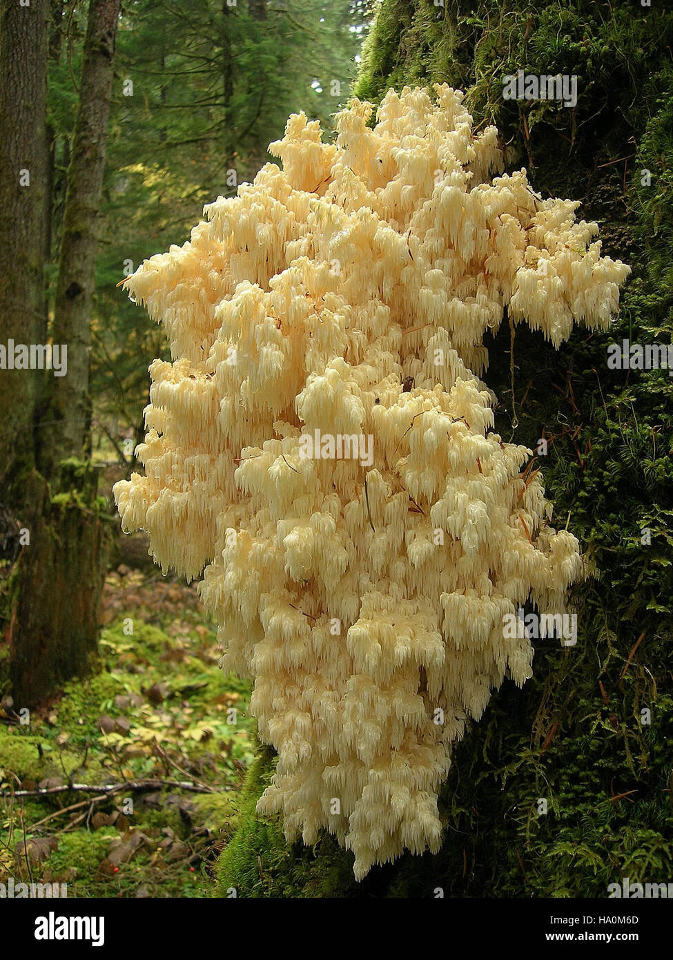 Bear's head tooth mushroom hi-res stock photography and images - Alamy