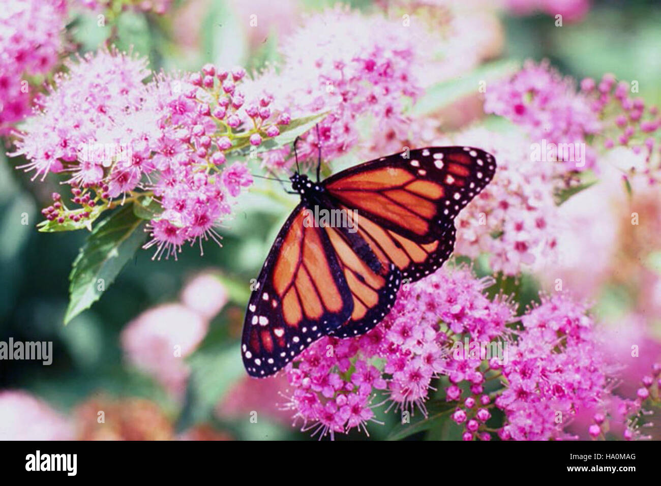 A Monarch butterfly is pictured resting on flowers, illustrating the ...
