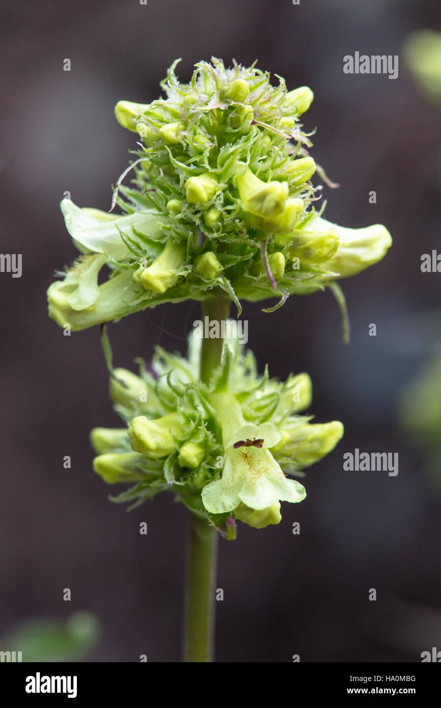 Penstemon confertus hi-res stock photography and images - Alamy