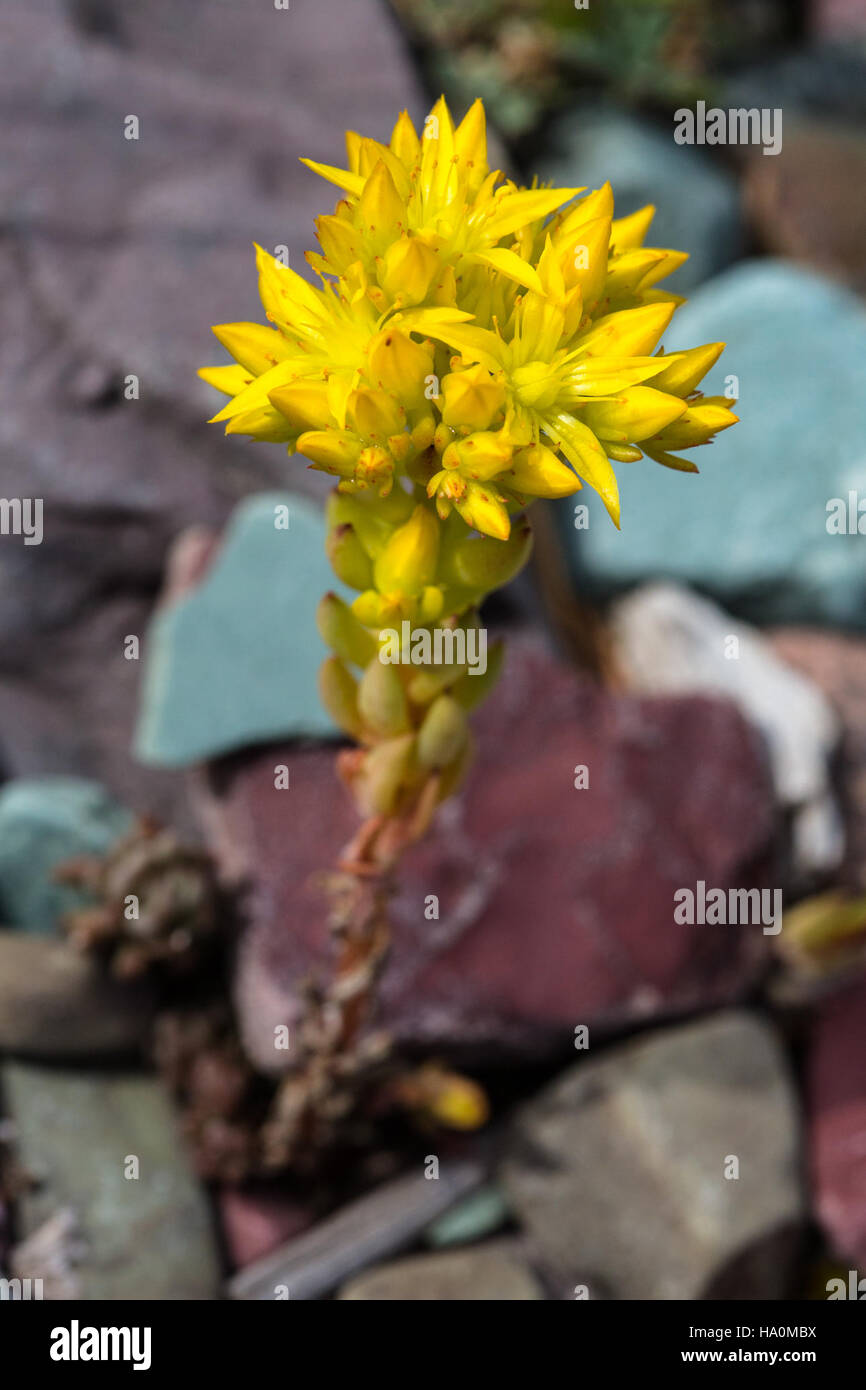 Resilient alpine species hi-res stock photography and images - Alamy