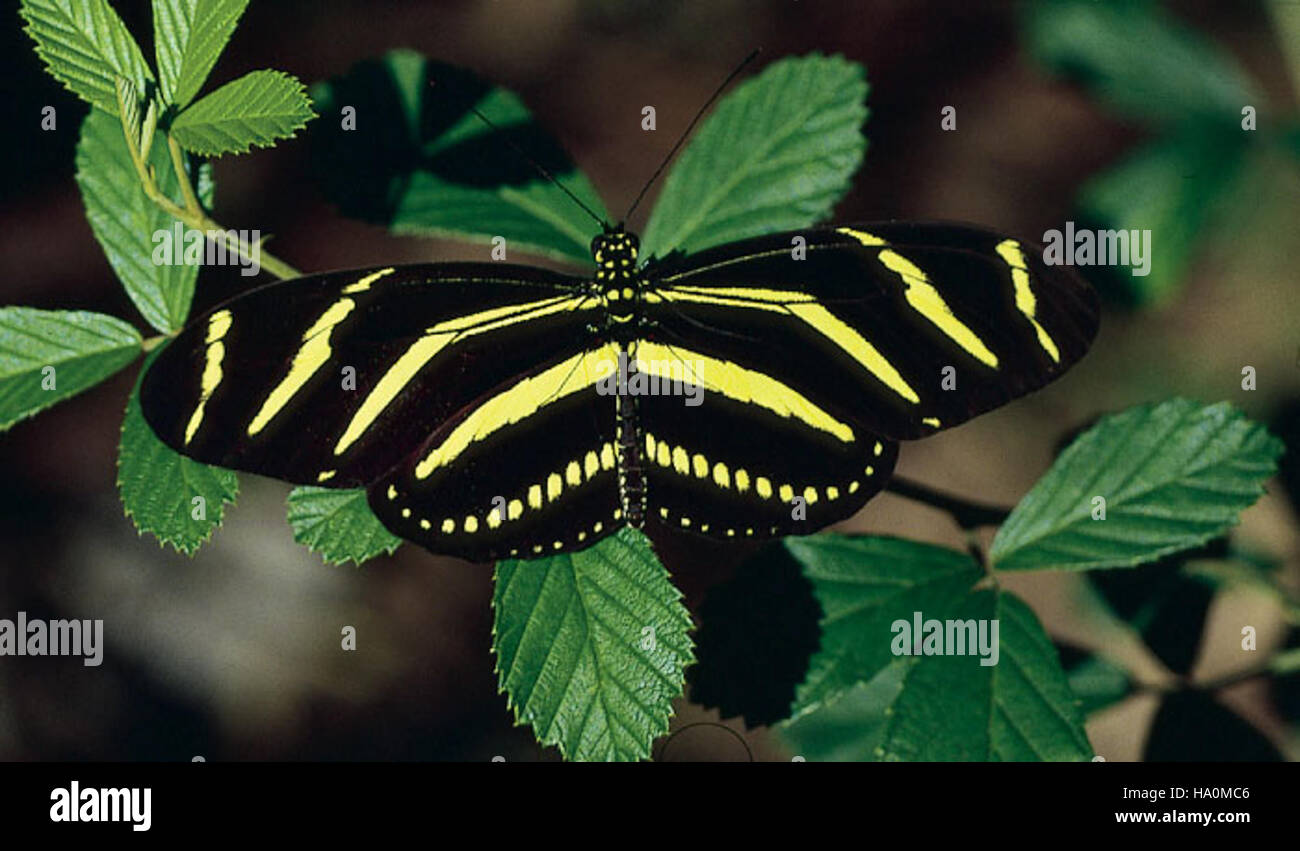 The Zebra Longwing butterfly, native to the Everglades, is known for ...