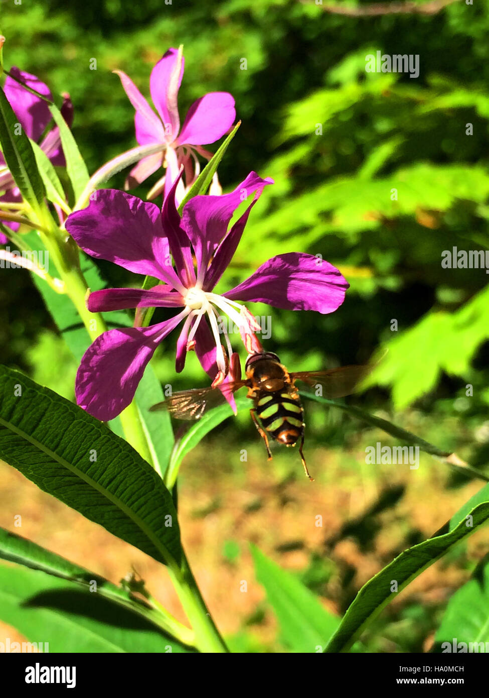 Washington state insects hi-res stock photography and images - Alamy