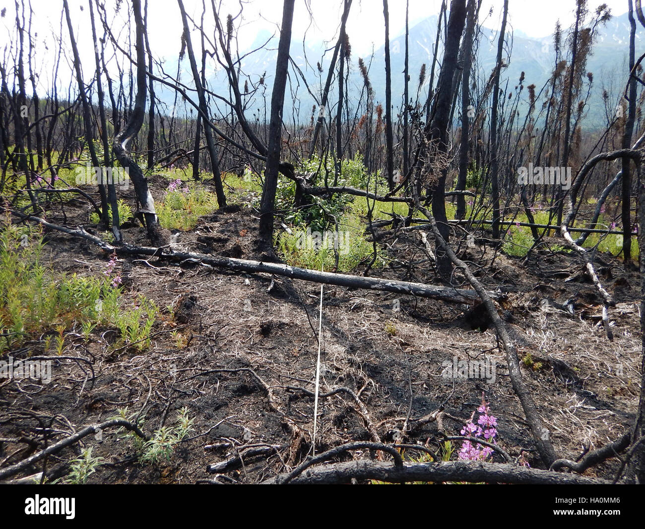 The regrowth following the 2015 Current Creek Fire in Alaska showcases ...