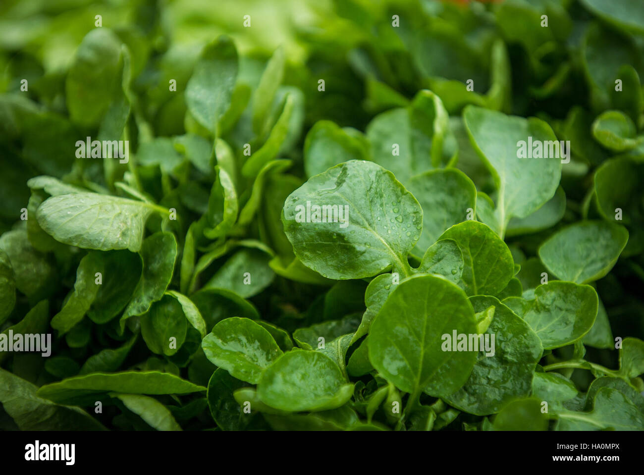 The USDA's Farm Service Agency (FSA) and Natural Resources Conservation ...