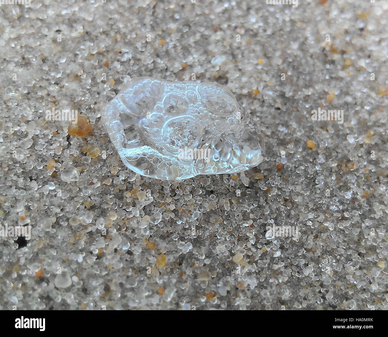 Marine ecosystem food chain hi-res stock photography and images - Alamy