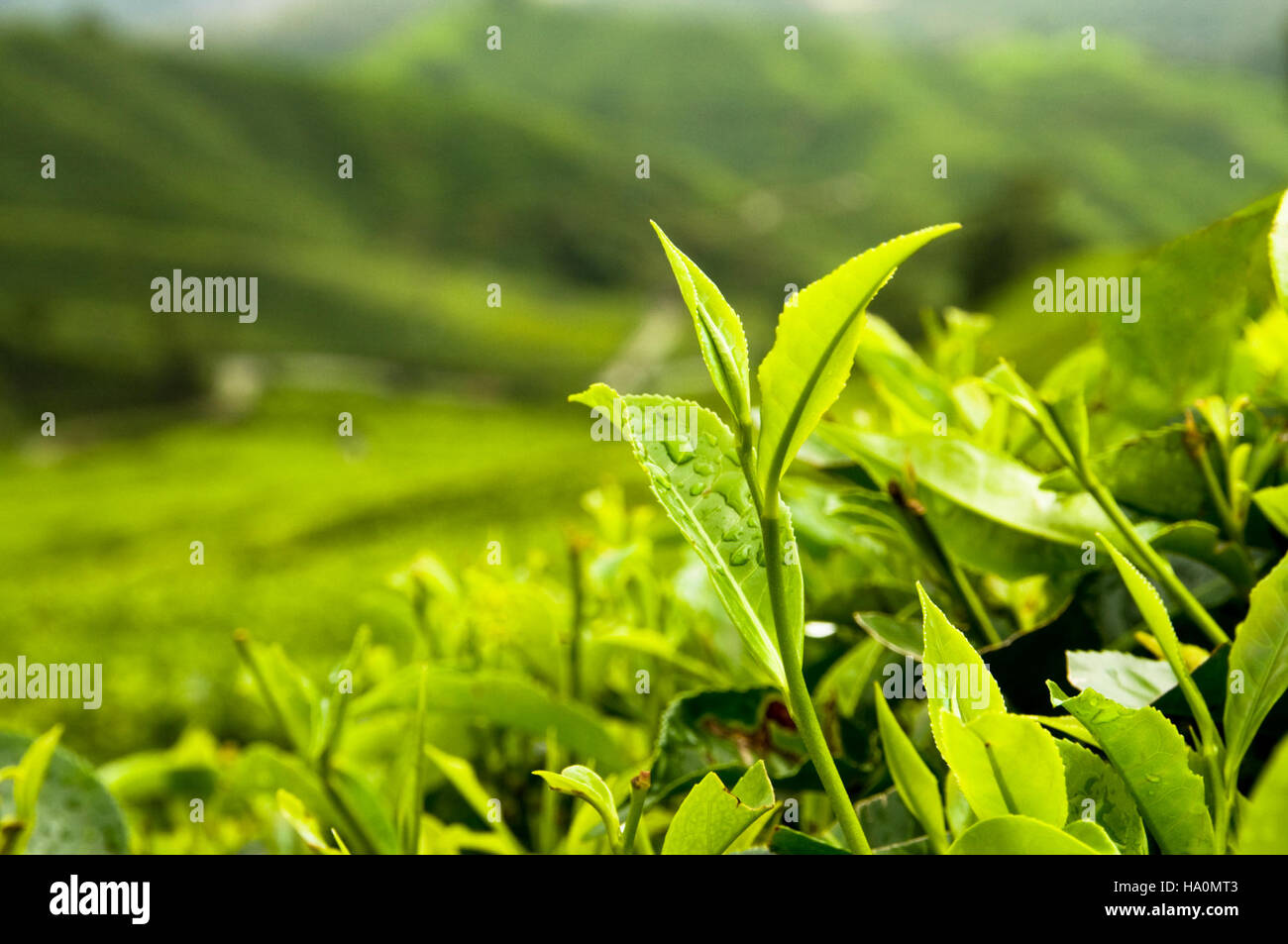 Tea leaves ready for export, showcasing the growth and agricultural ...