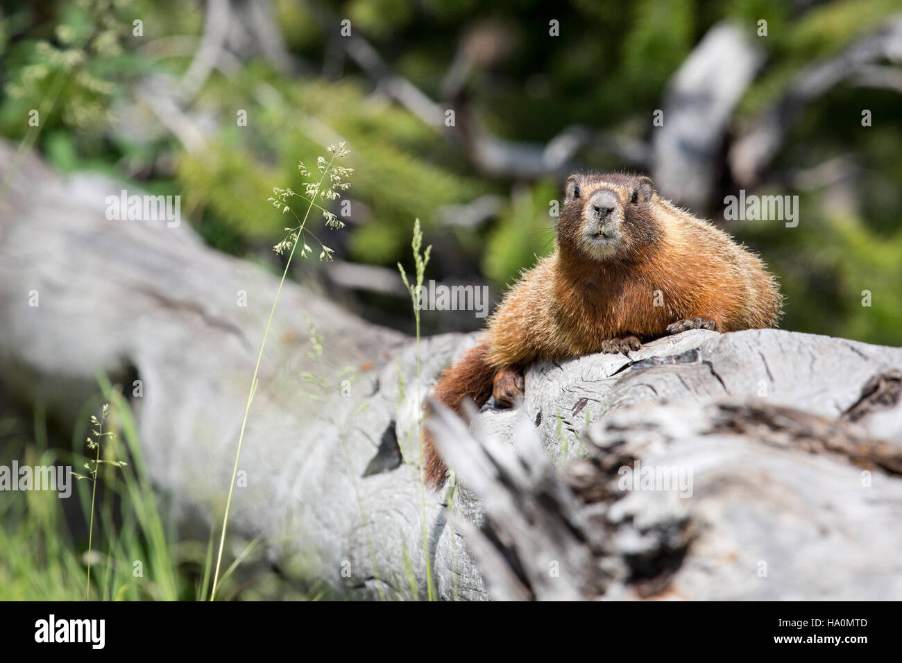 The Yellow-bellied marmot, often spotted along the Sepulcher Peak Trail ...