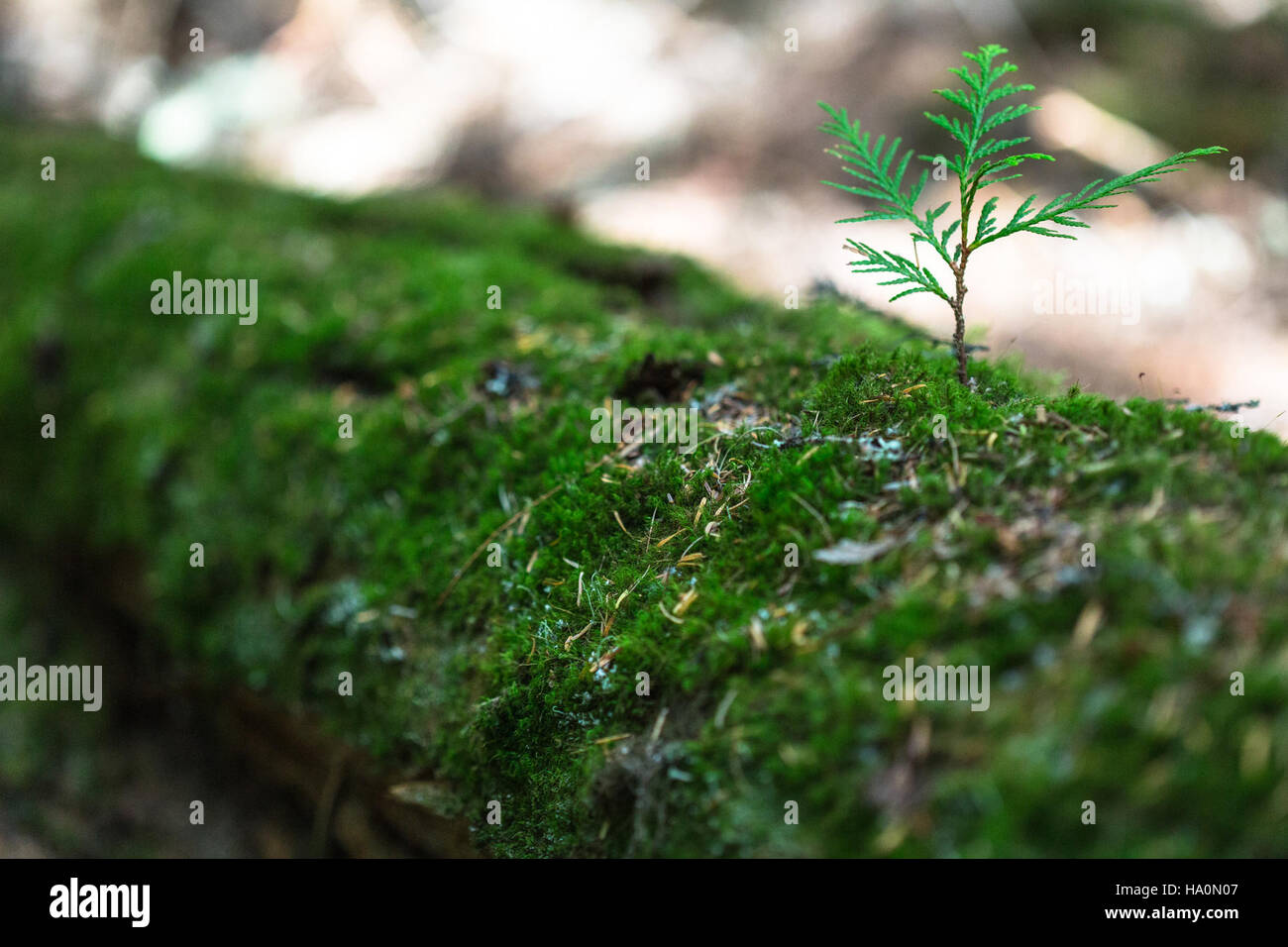 A young cedar sapling grows in a national park, highlighting the ...