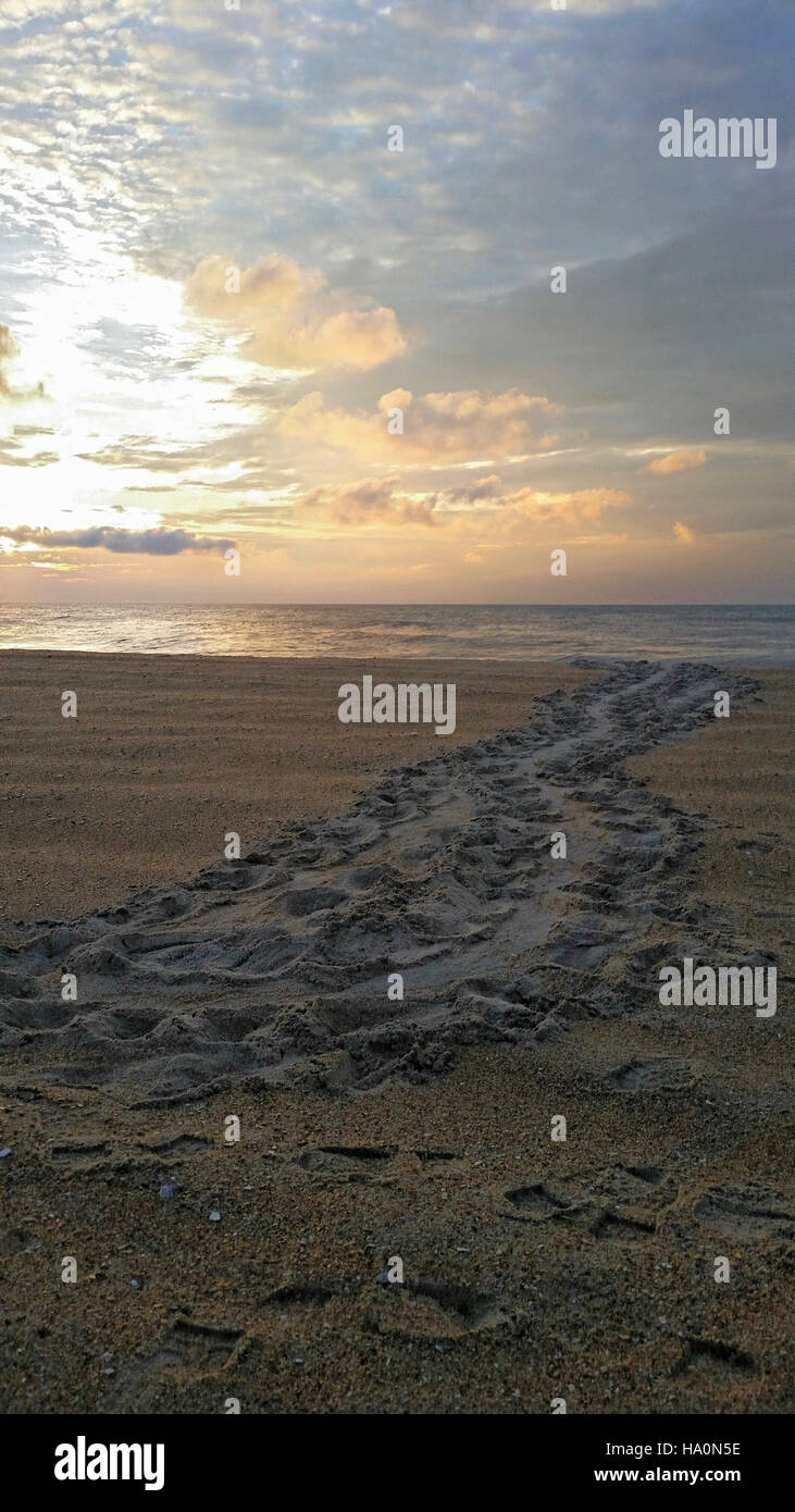 A false crawl, an event where a sea turtle comes ashore but returns to ...