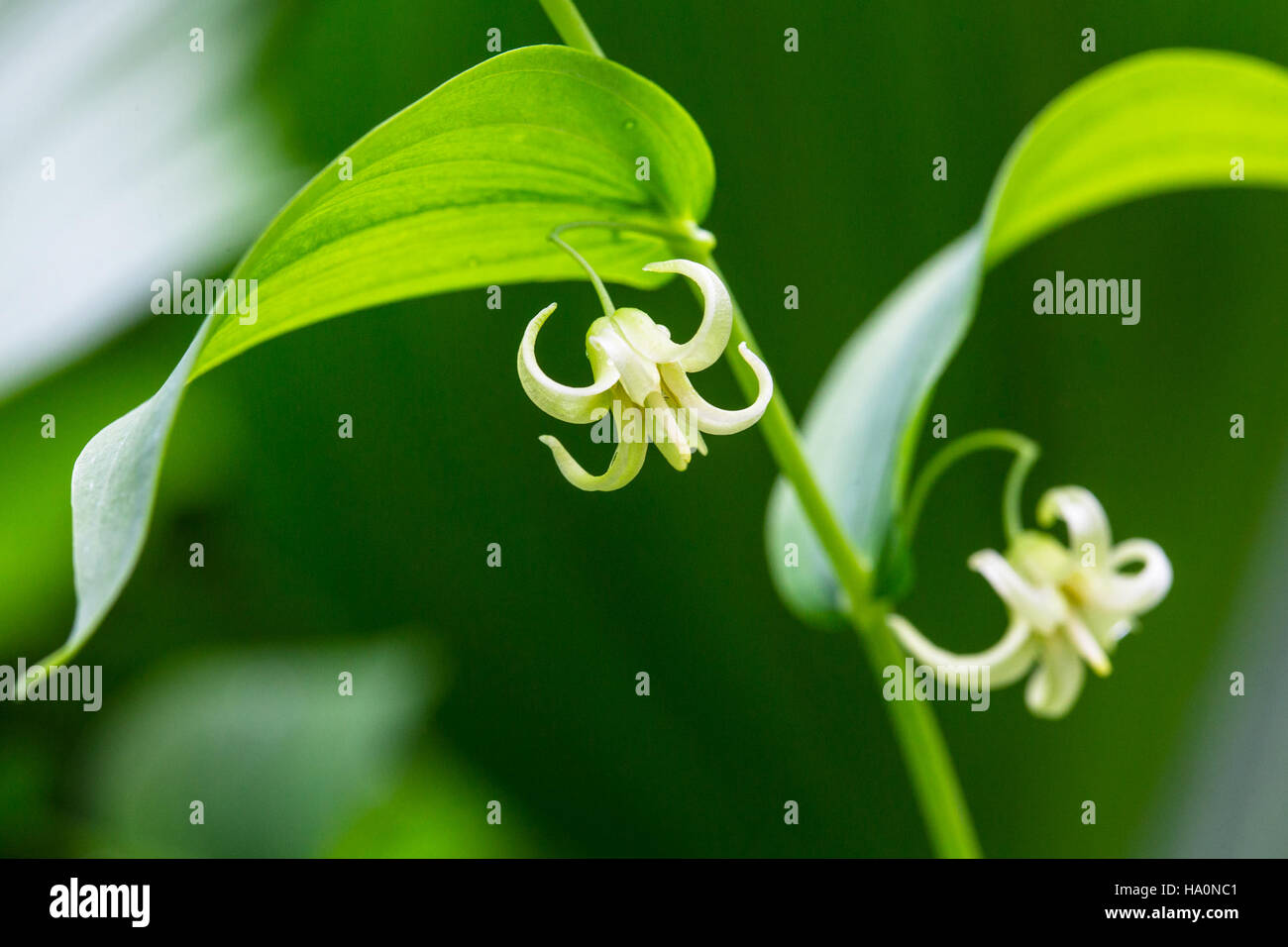 Streptopus hi-res stock photography and images - Alamy