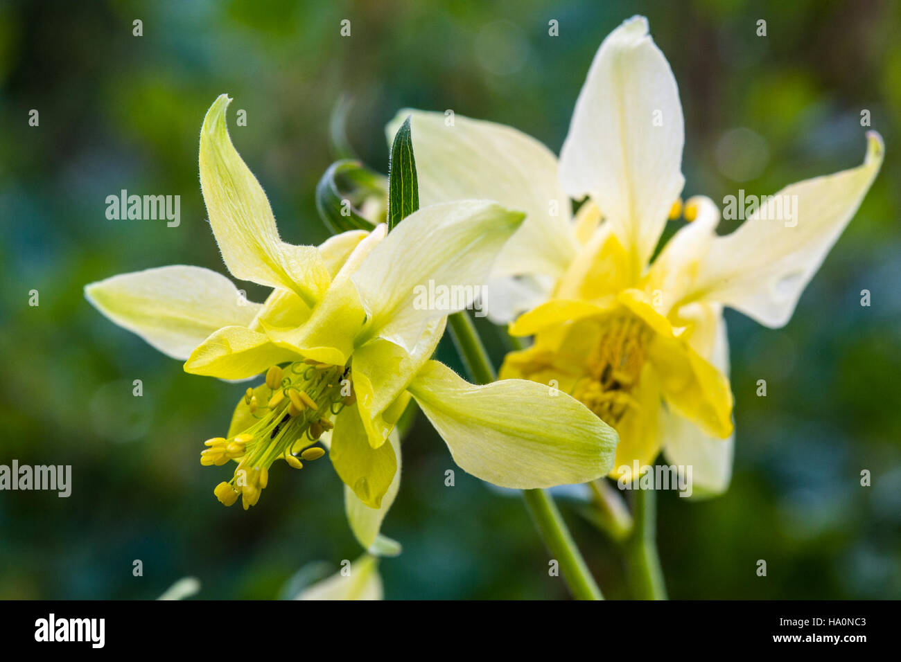 Columbine flower pollinator hi-res stock photography and images - Alamy