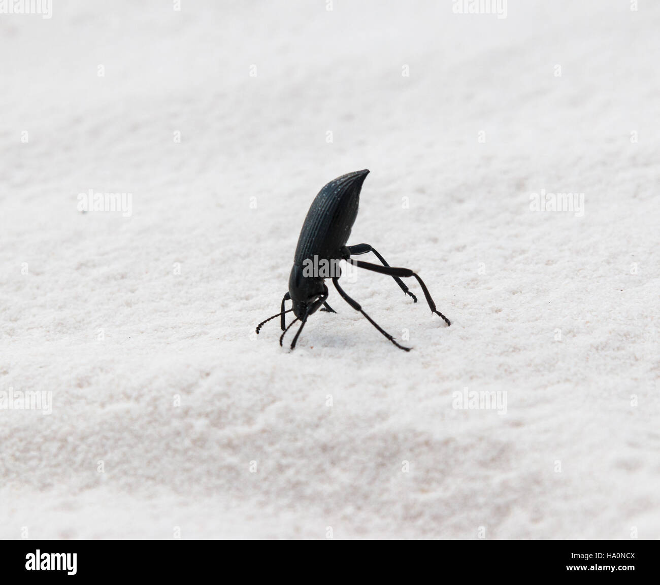 An image captured in nature, showcasing a scientific perspective of the ...