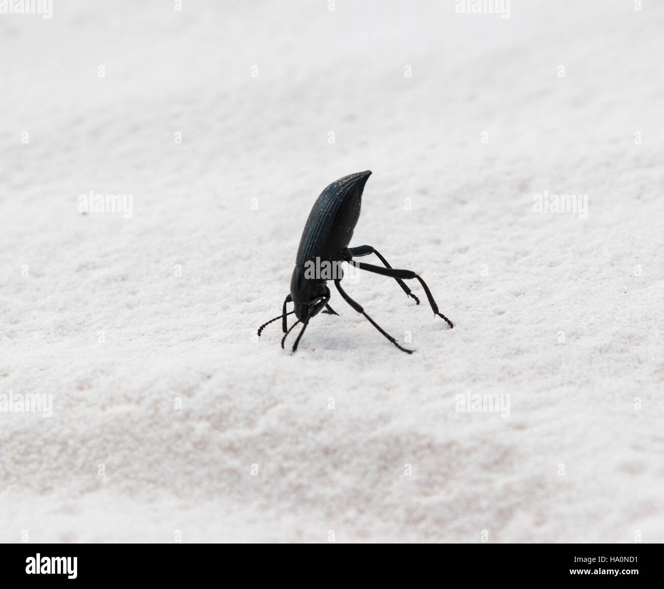 A close-up of a Darkling Beetle, an insect species known for its role ...
