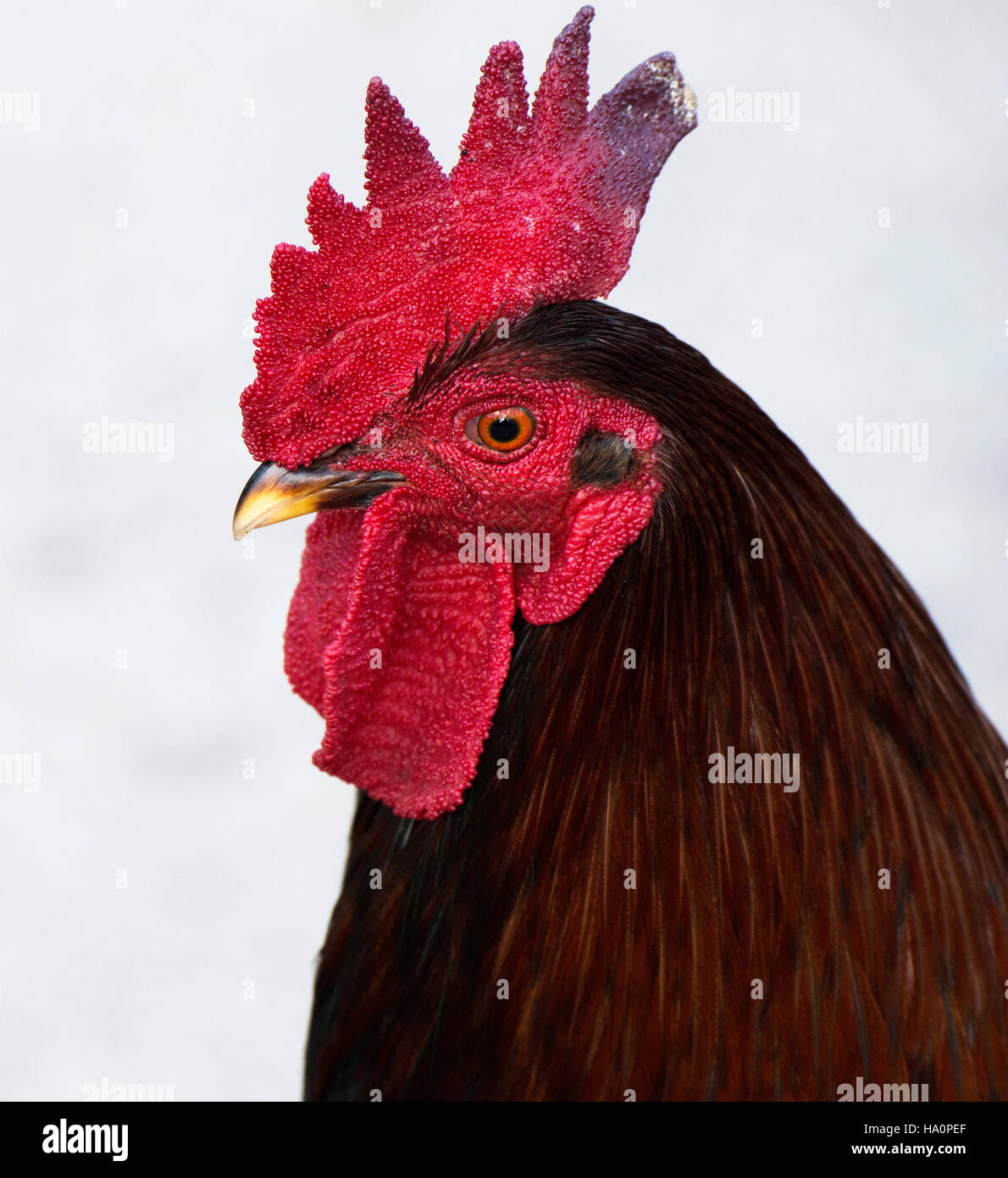 Portrait of a Rooster Stock Photo - Alamy