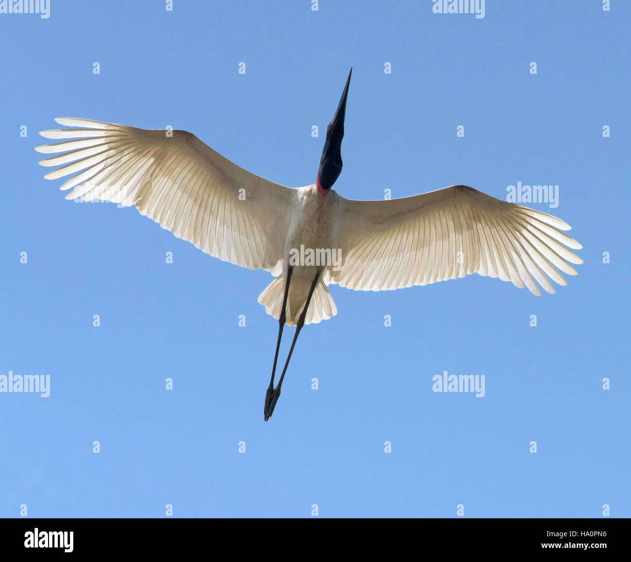 Flying stork spread wings hi-res stock photography and images - Alamy