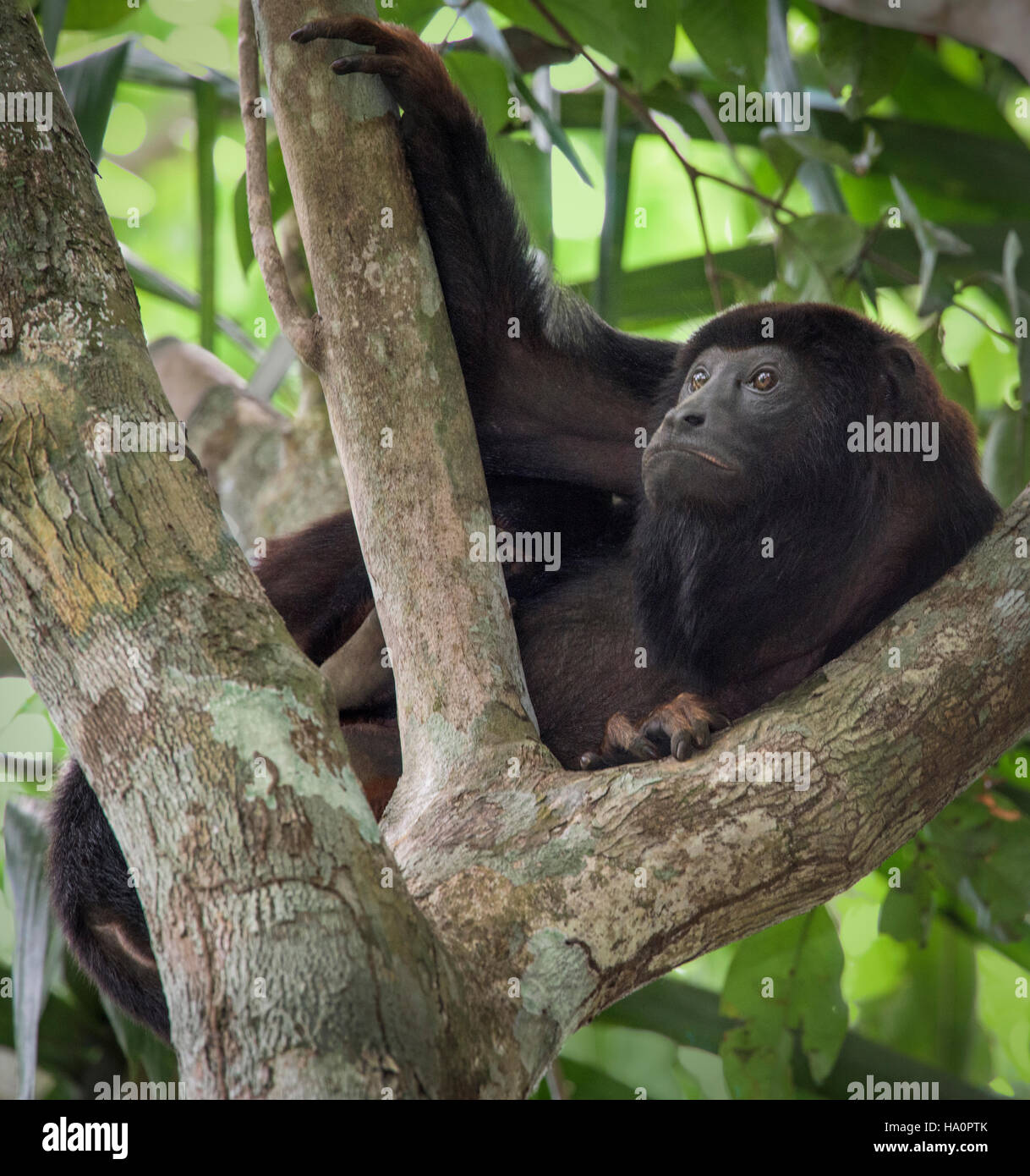 Red-handed Howler Monkey relaxing in tree Stock Photo - Alamy