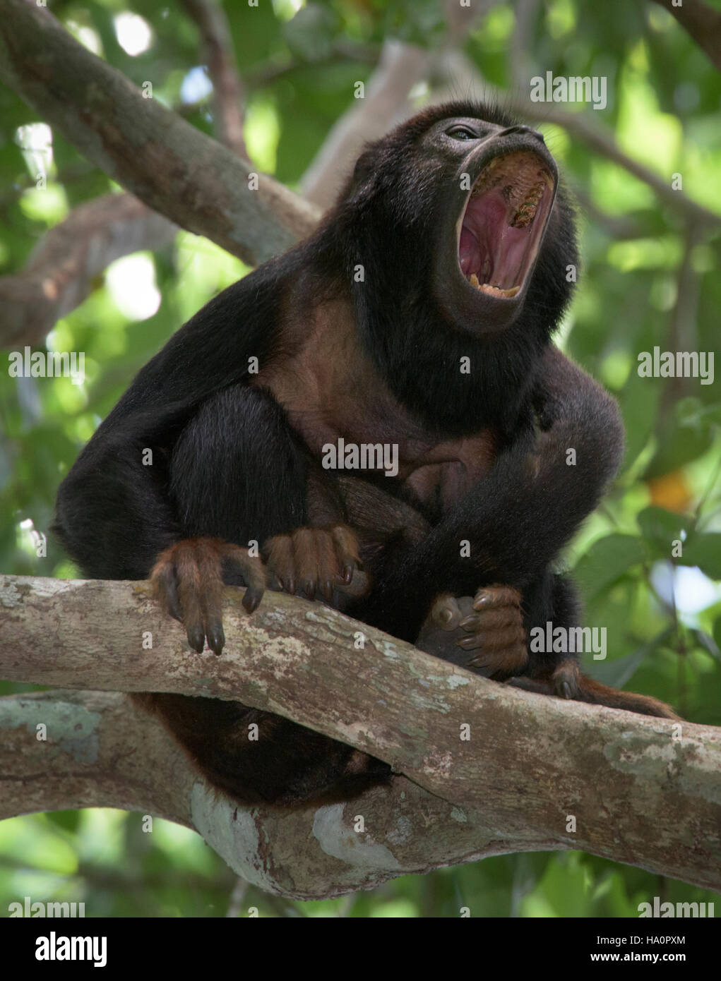 Red Howler Monkey Stock Photos & Red Howler Monkey Stock Images - Alamy