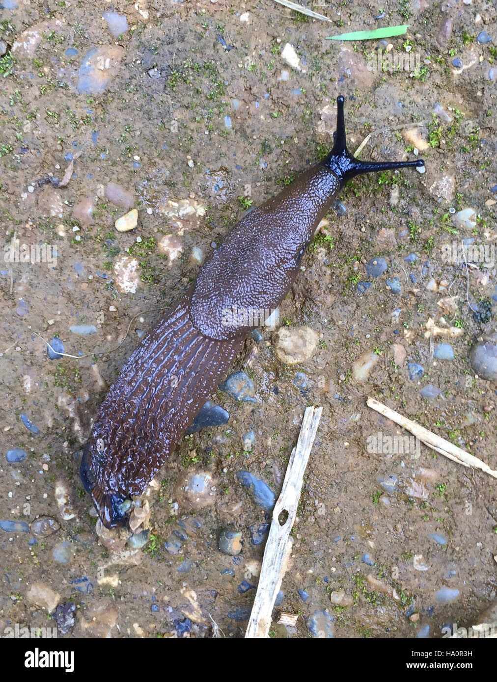 Arion slug hi-res stock photography and images - Alamy