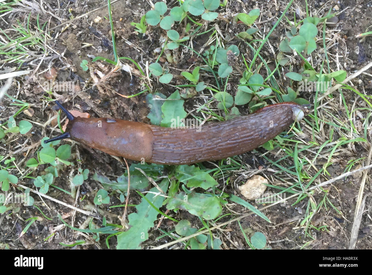 Arion arion hi-res stock photography and images - Alamy