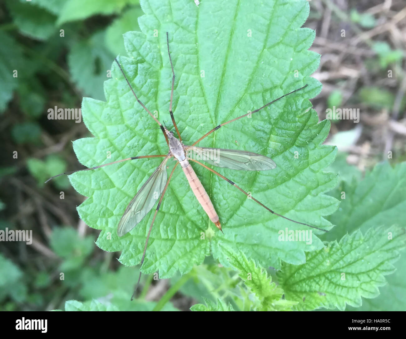 CRANE FLY Tipula oleracea (male) Photo Tony Gale Stock Photo - Alamy