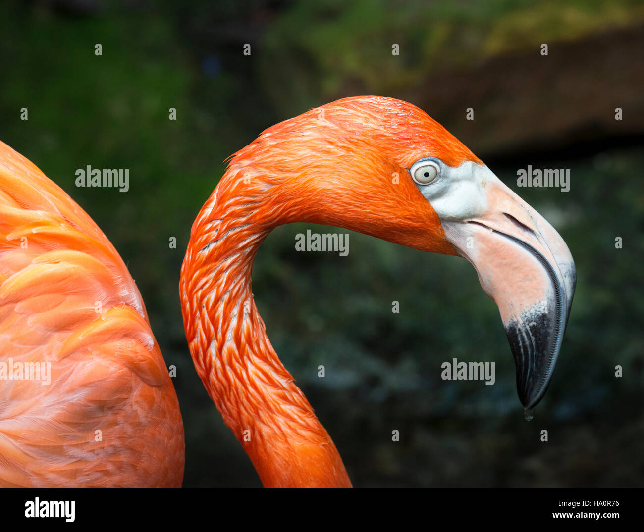 Flamingo close up hi-res stock photography and images - Alamy