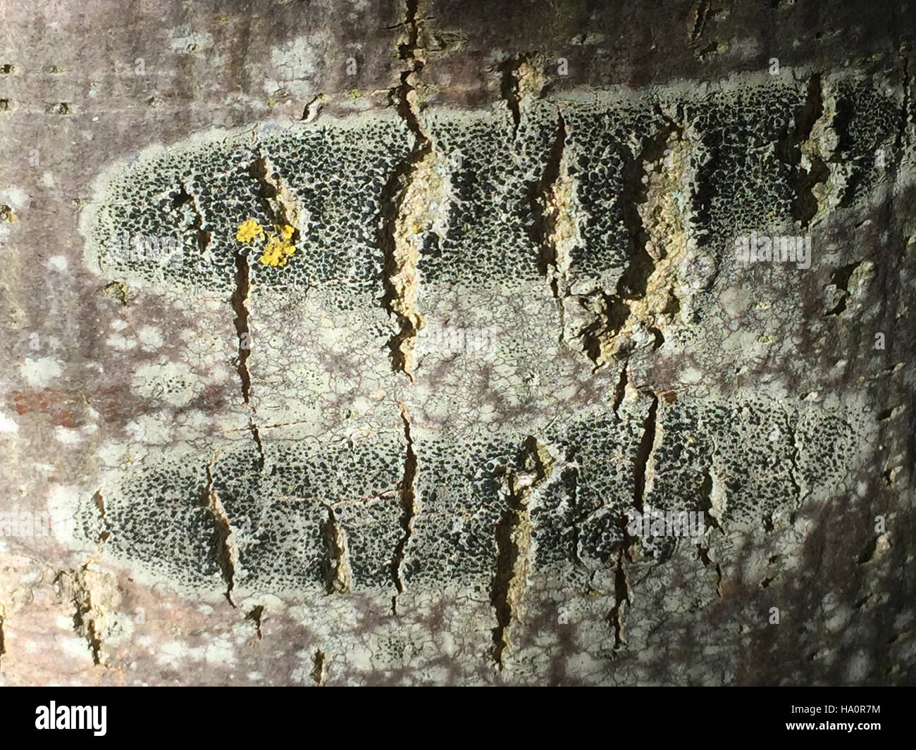 LICHEN Xanthoria radiata on Ash tree. Photo Tony Gale Stock Photo - Alamy