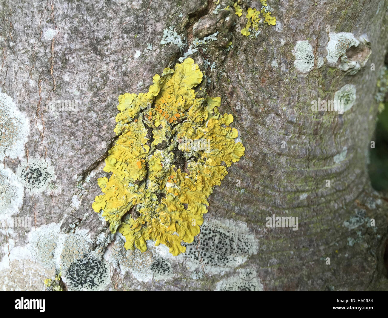 LICHEN Xanthoria parietina on Ash tree. Photo Tony Gale Stock Photo - Alamy