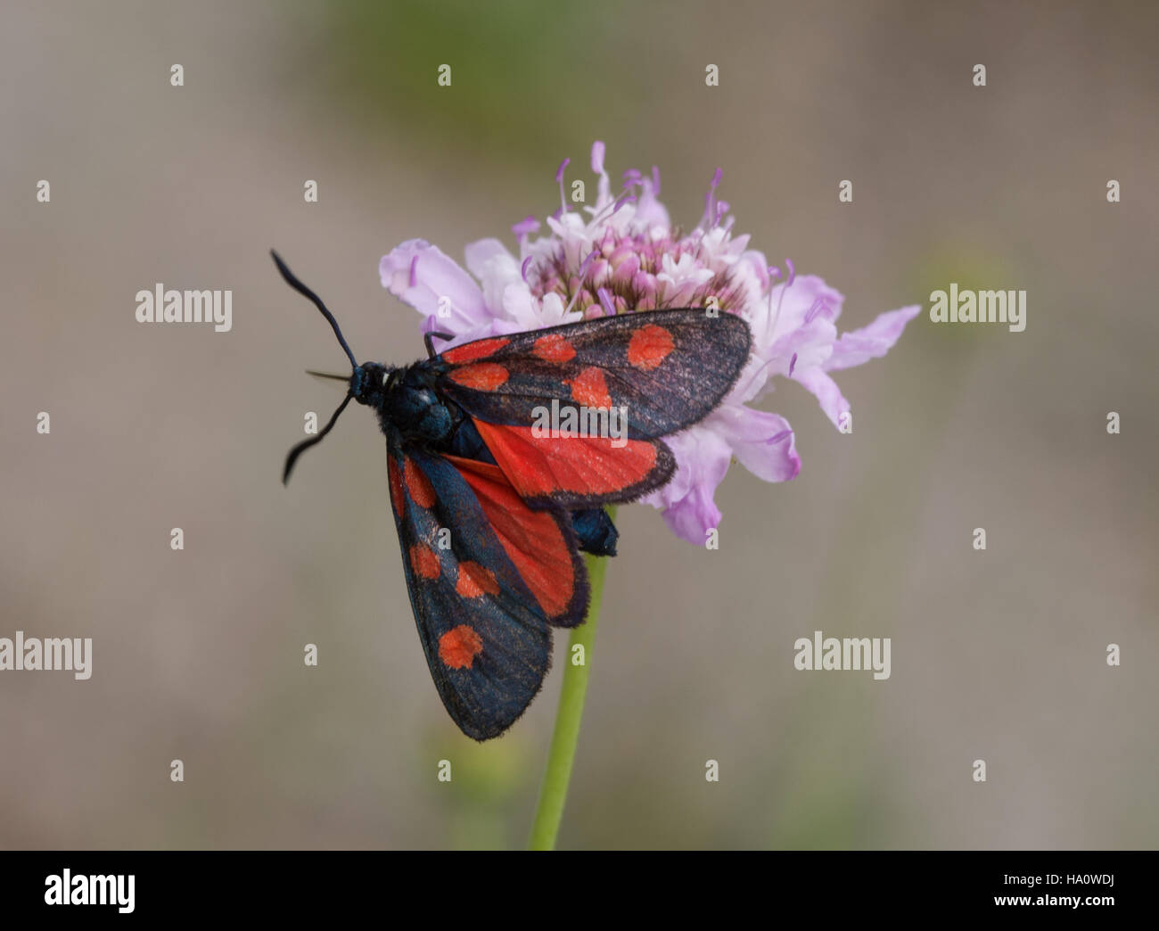 Five spot burnet moth (Zygaena trifolii) on wildflowers in Southern ...