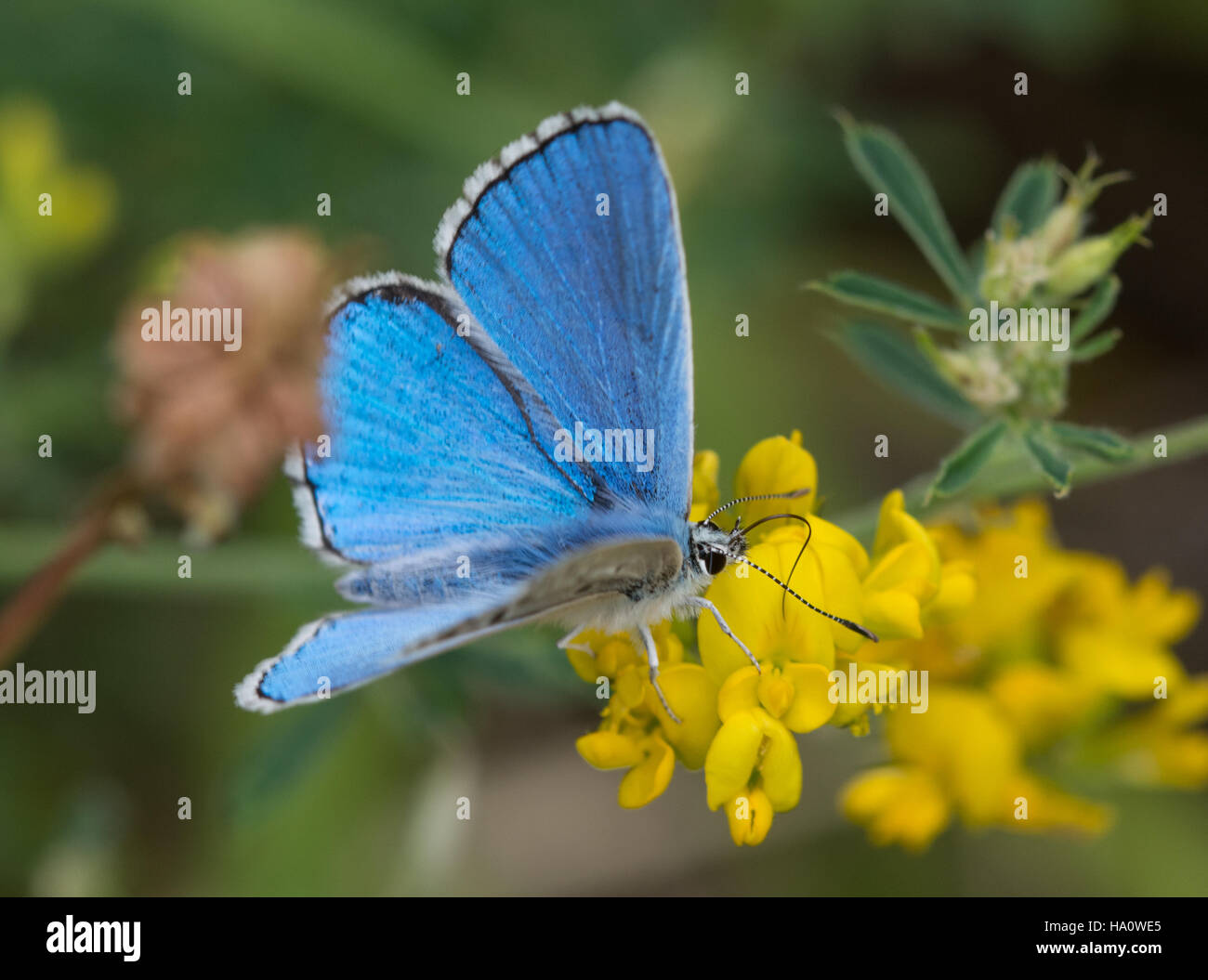 Adonis blue butterfly (Polyommatus bellargus) nectaring on yellow ...