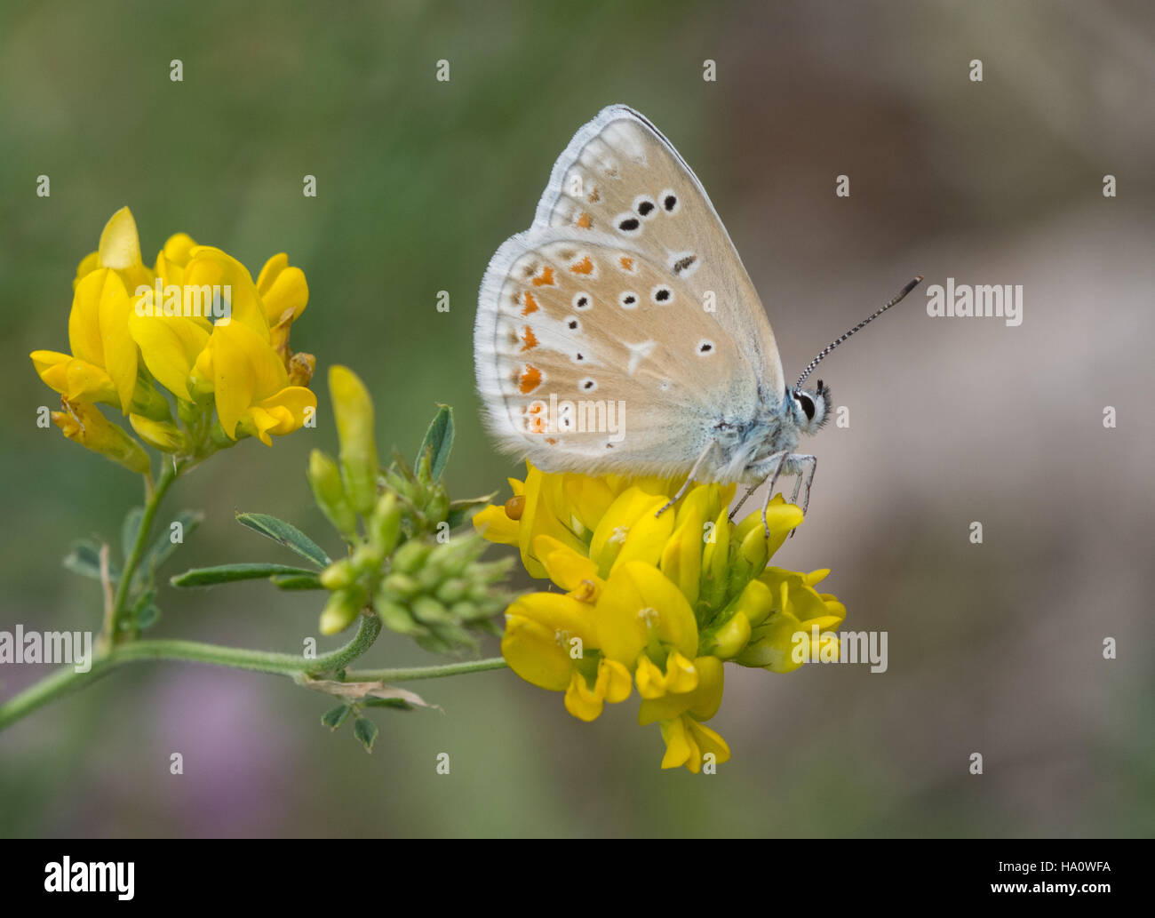 Turquoise blue butterfly (Polyommatus dorylas or Plebicula dorylas) on ...