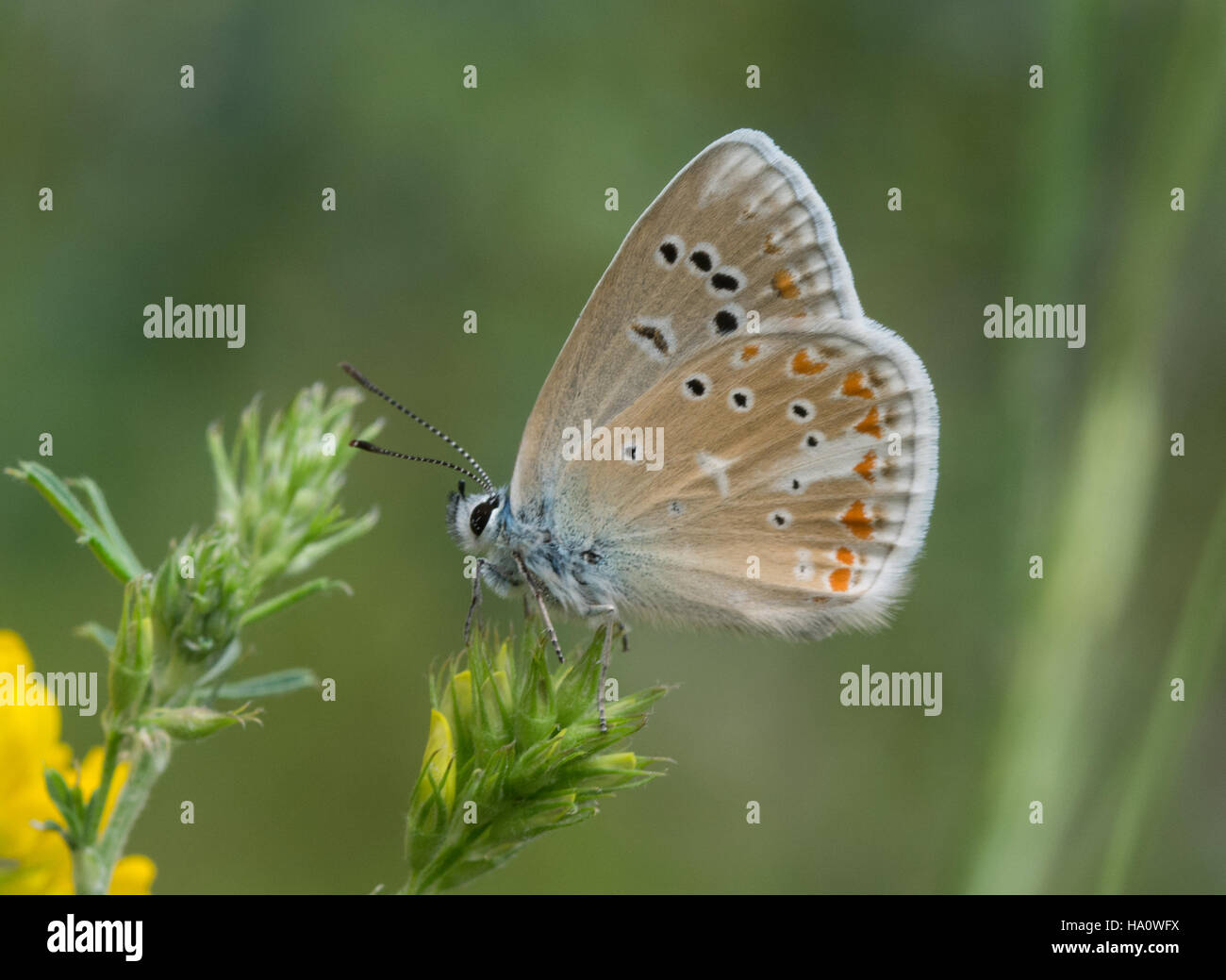 Turquoise blue butterfly (Polyommatus dorylas or Plebicula dorylas) on ...