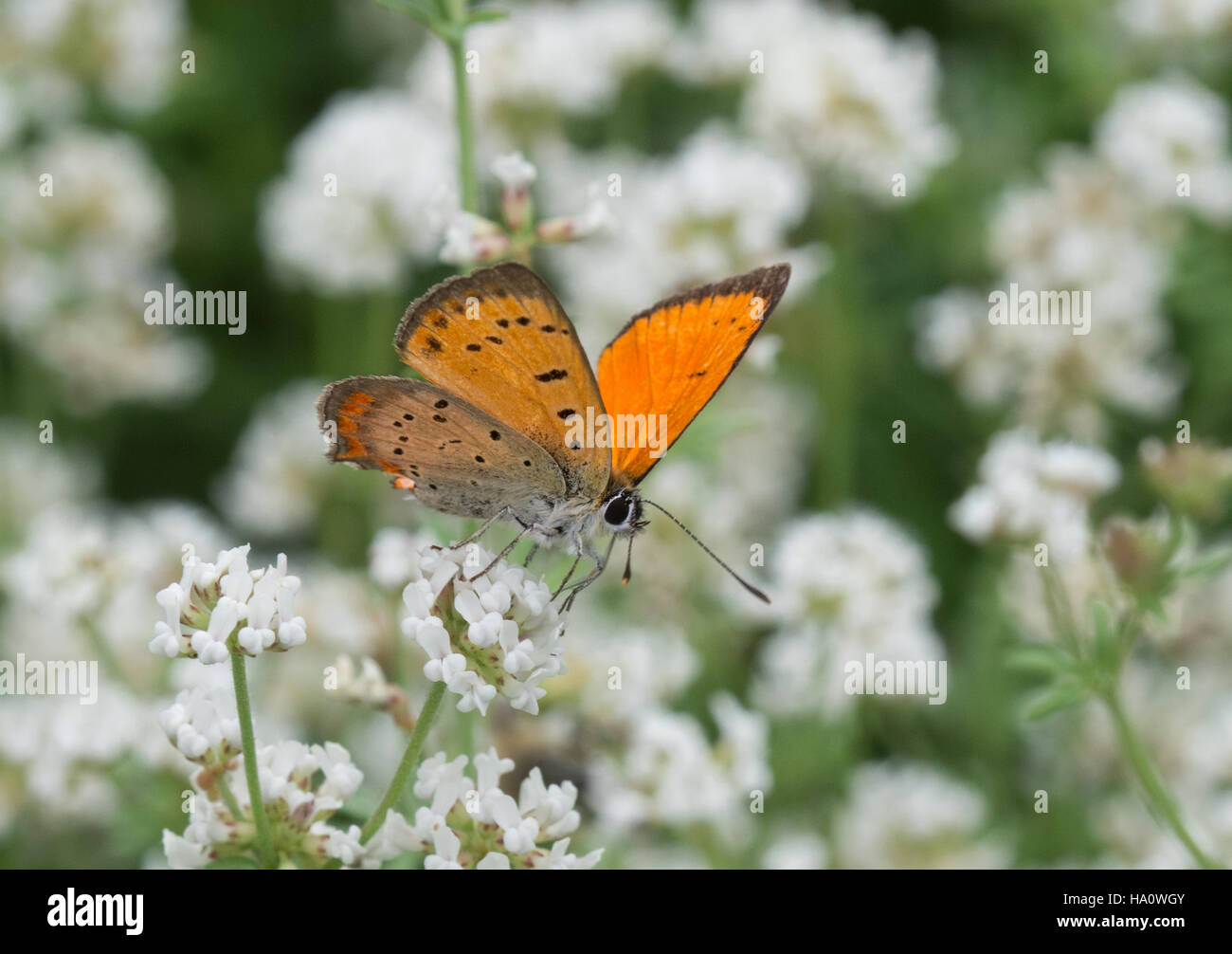 Grecian copper butterfly (Lycaena ottomana) on white flowers in ...