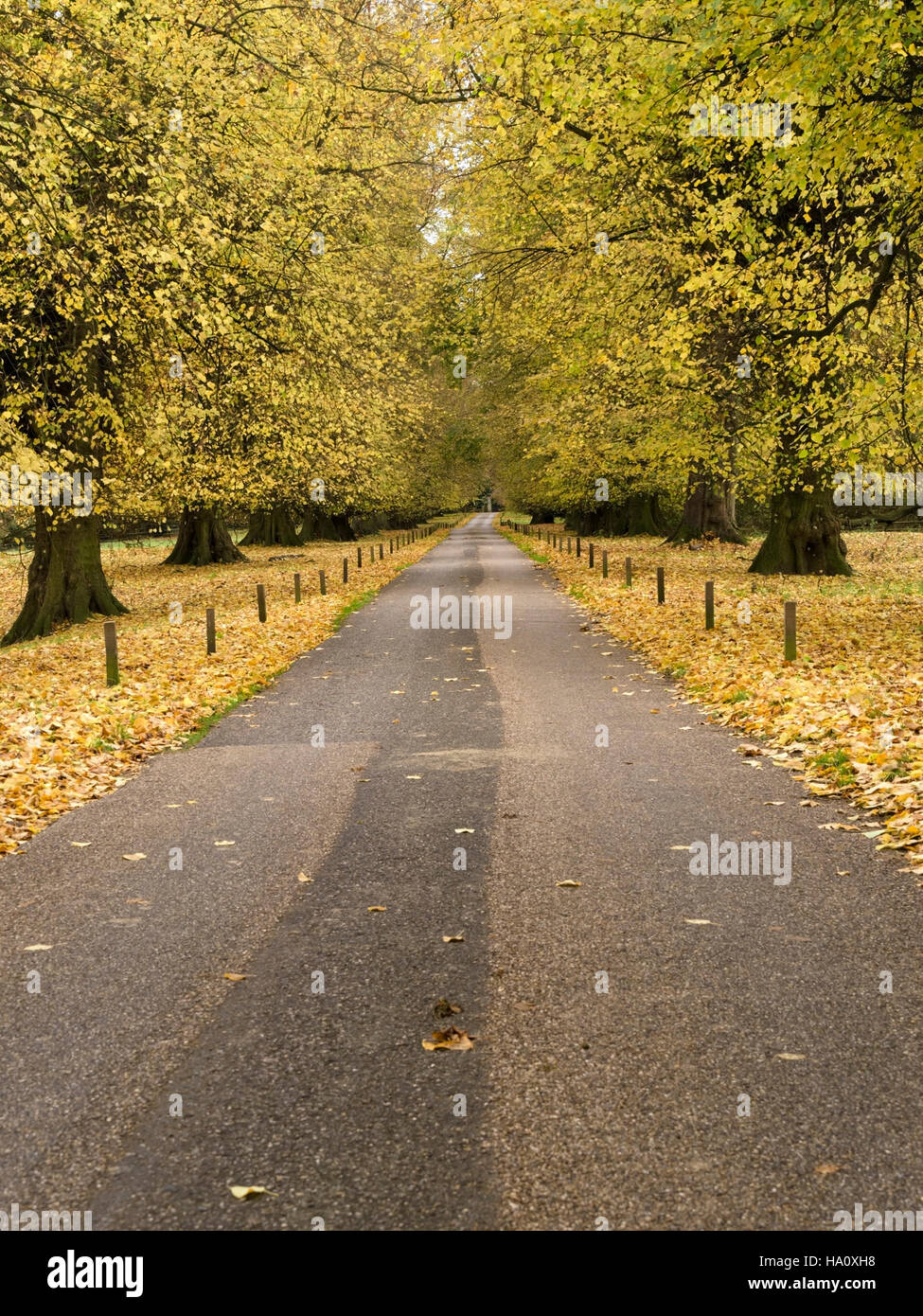 Straight road of trees hi-res stock photography and images - Alamy