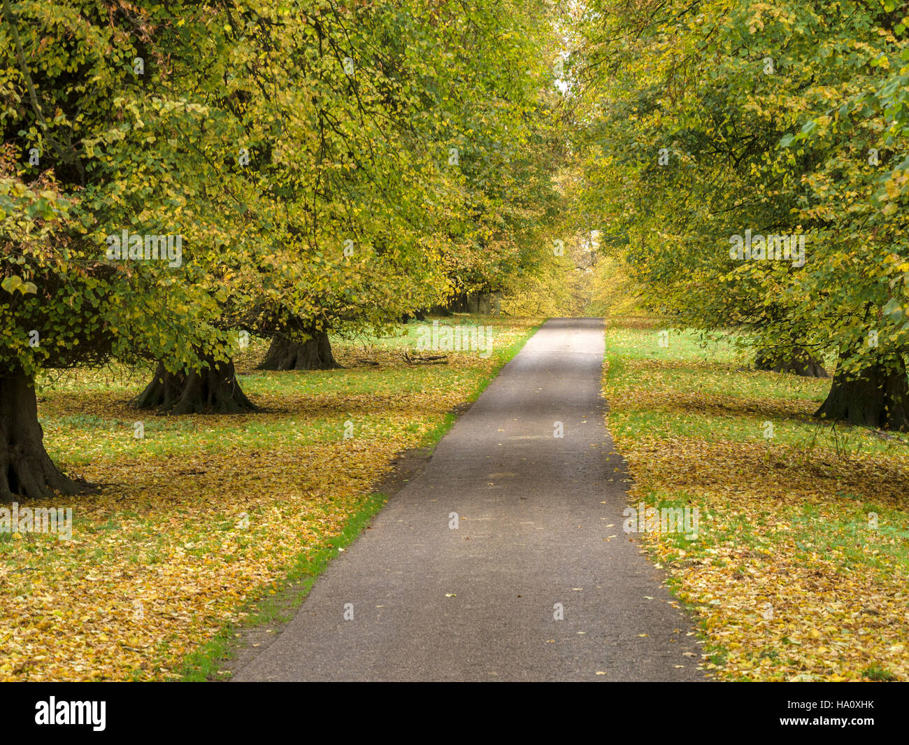 Long, straight road through lime tree lined avenue in Autumn, Ticknall ...