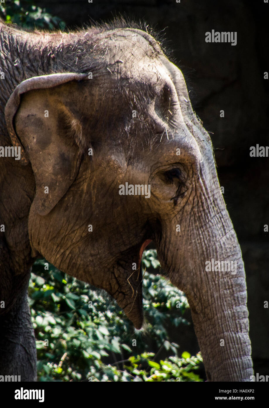 Happy elephant at the Saint Luis zoo Missouri Stock Photo - Alamy