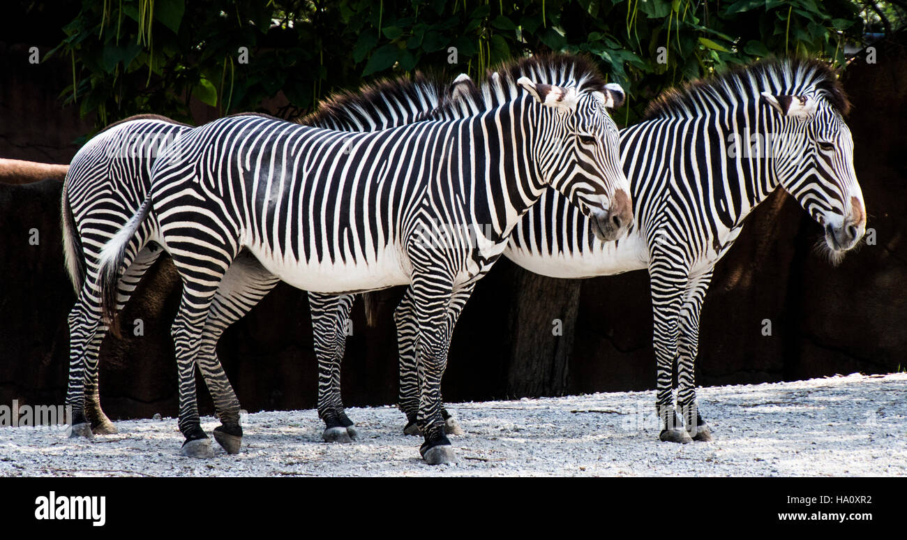 Zebras blending in Stock Photo - Alamy