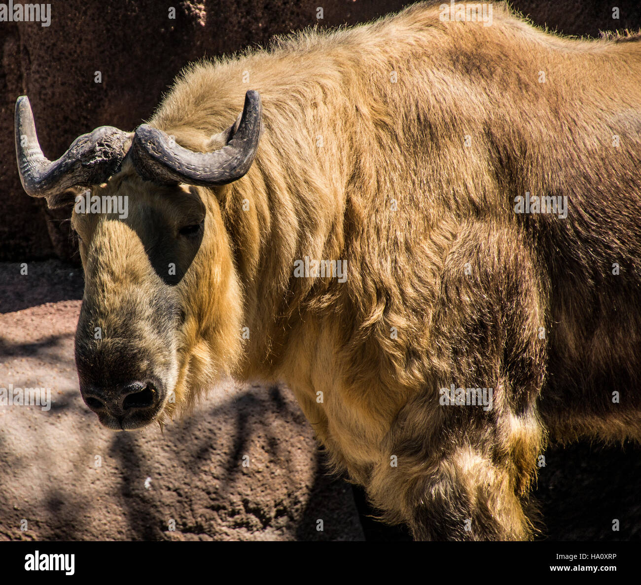 Takin High Resolution Stock Photography and Images - Alamy