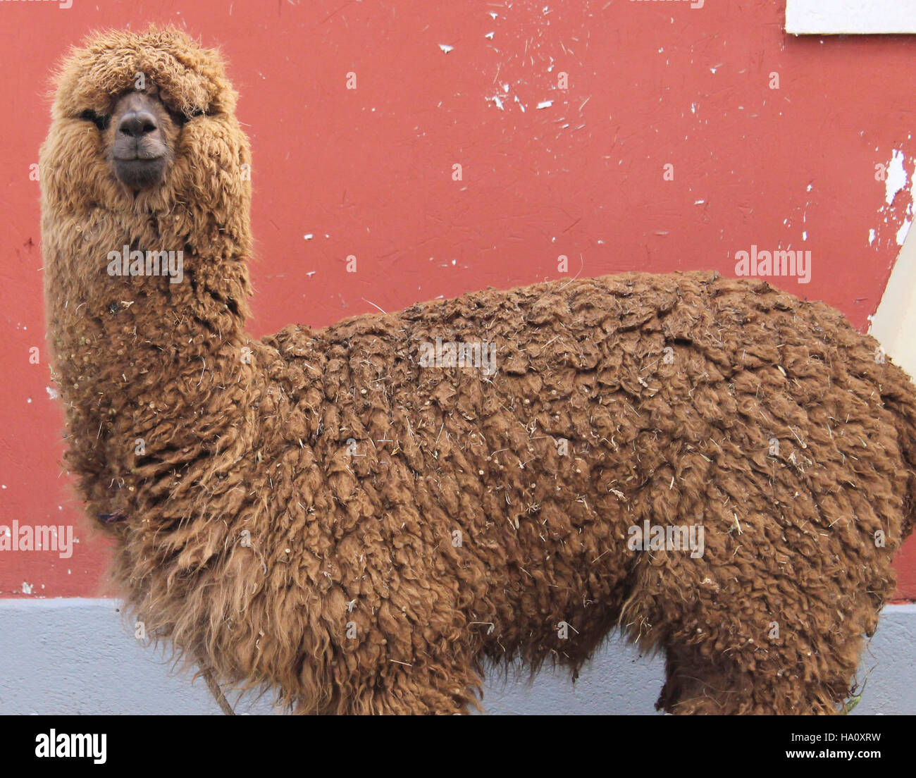 Alpaca on the streets of Cuzco, Peru Stock Photo - Alamy