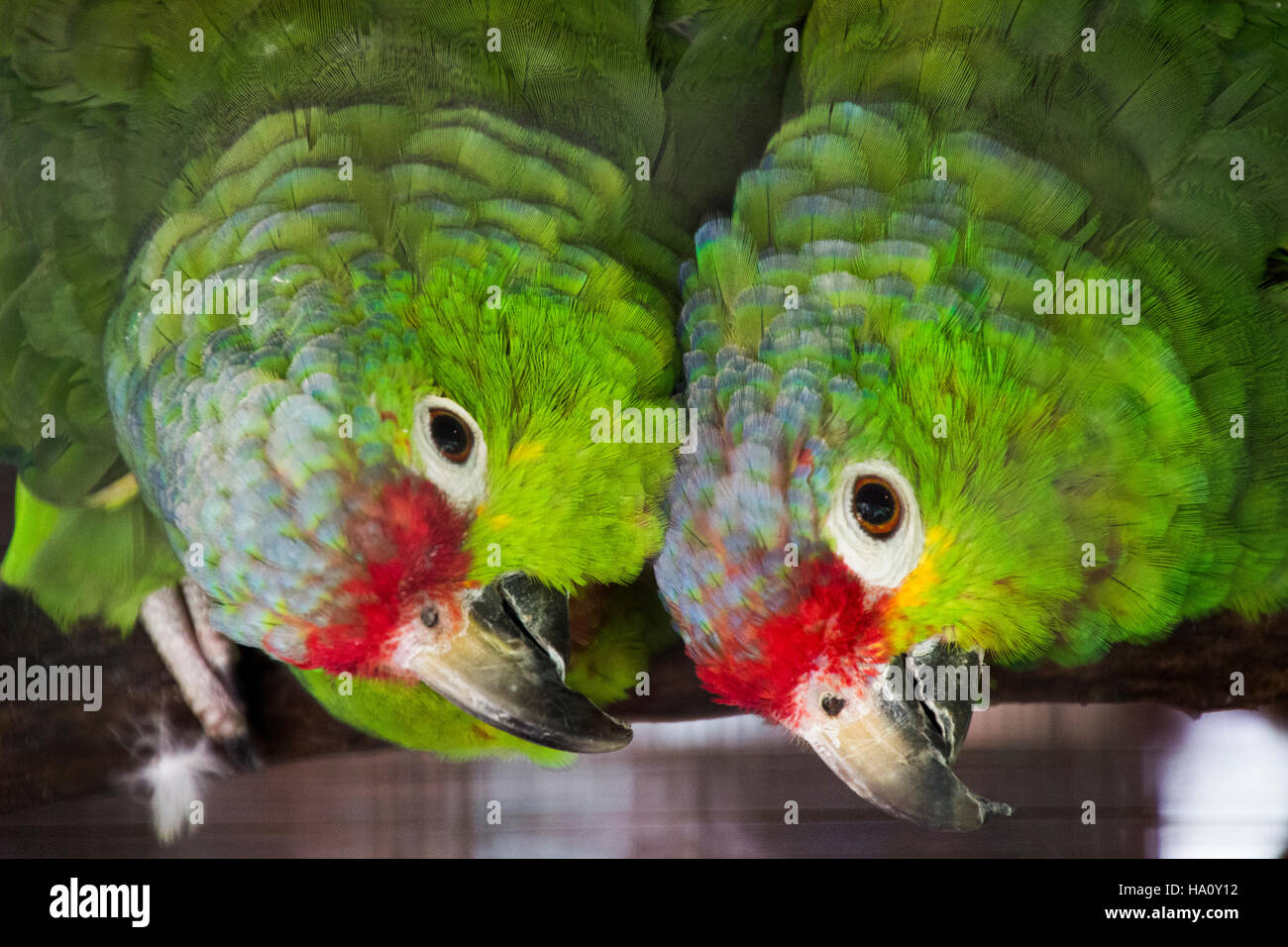 Two green parrots hi-res stock photography and images - Alamy